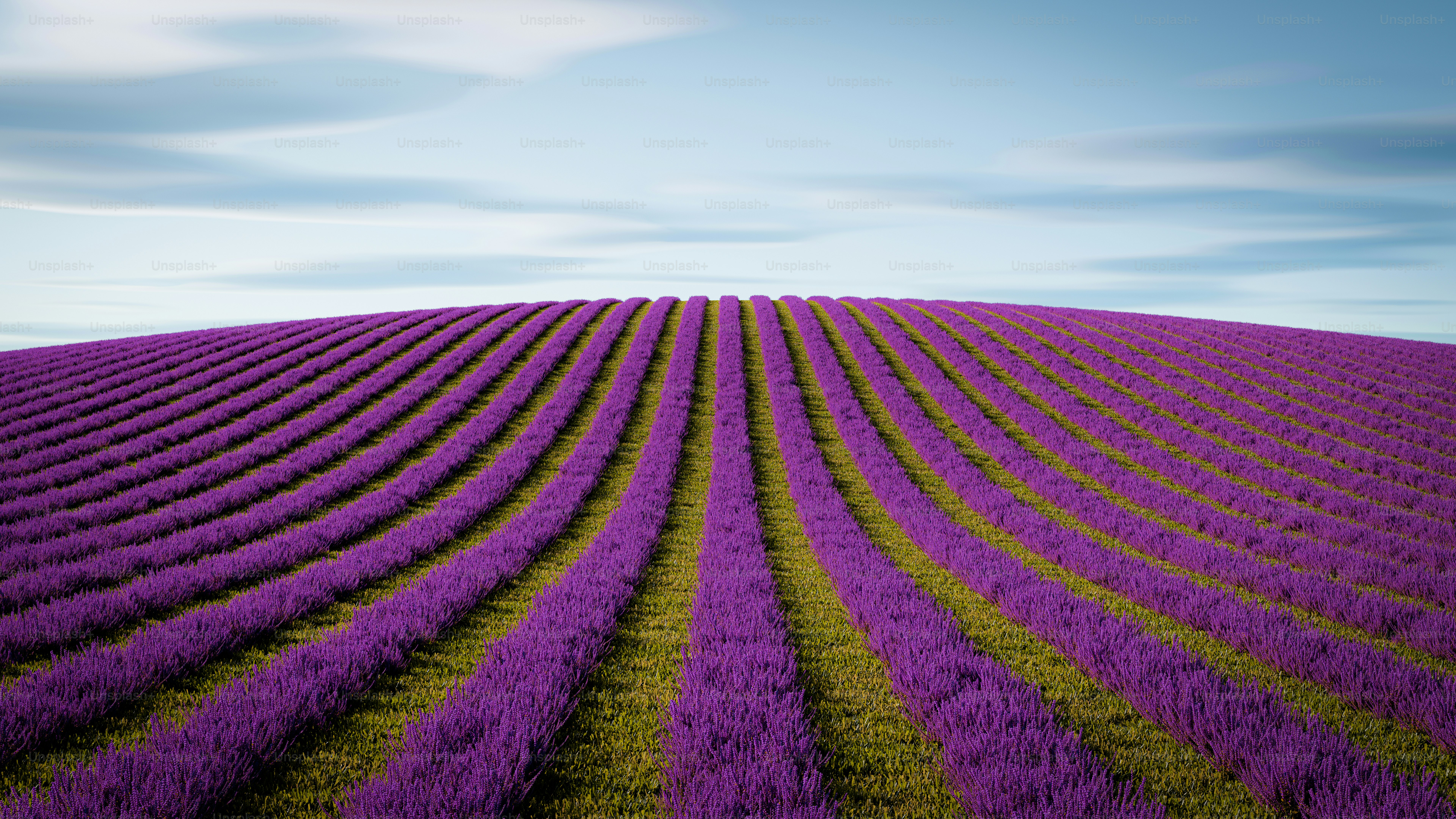 Large Field Of Purple Poster Aerial View Of Pink And Purple Lavender