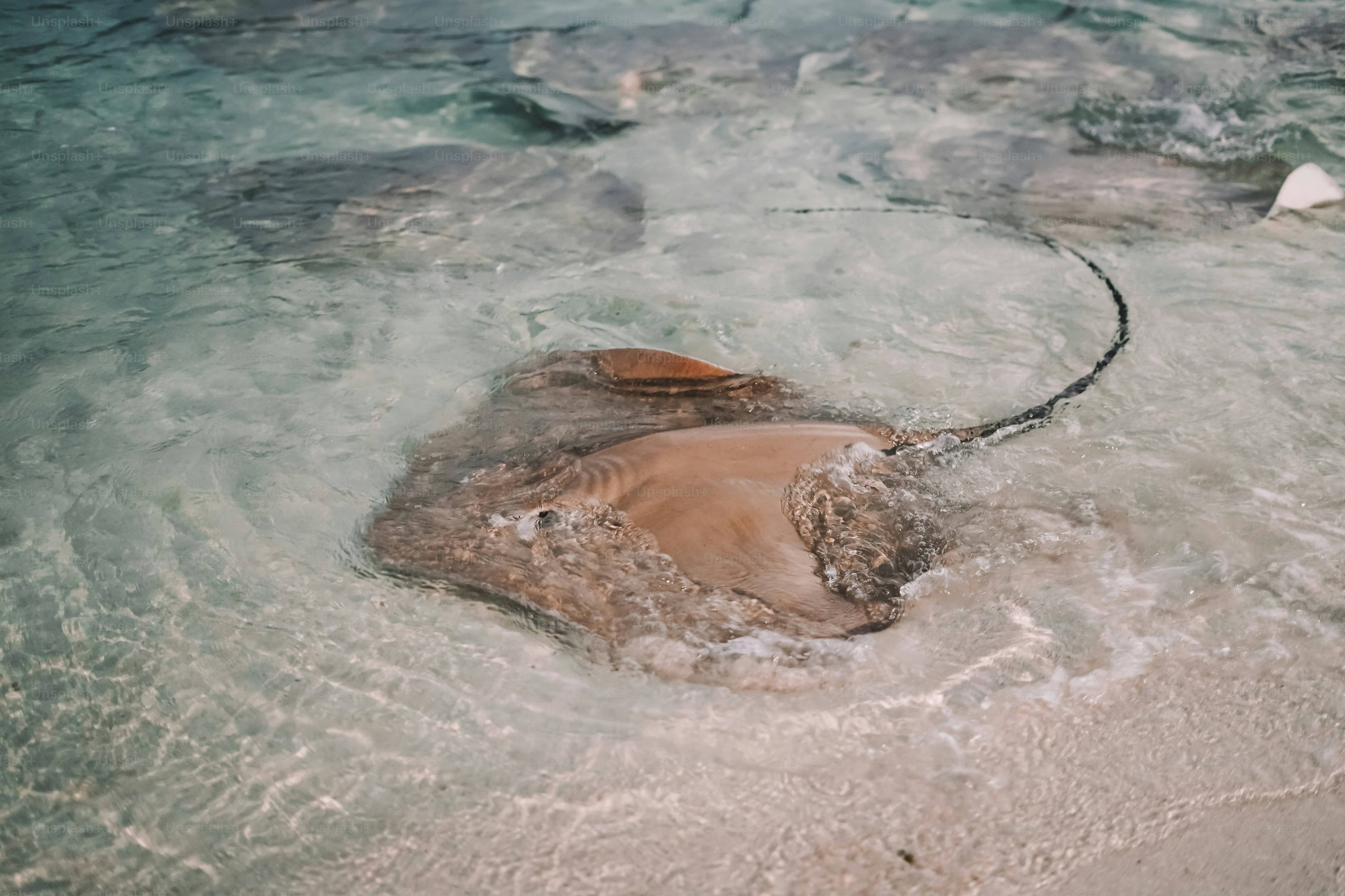 Foto Un gran objeto marrón flotando sobre un cuerpo de agua – Animal ...