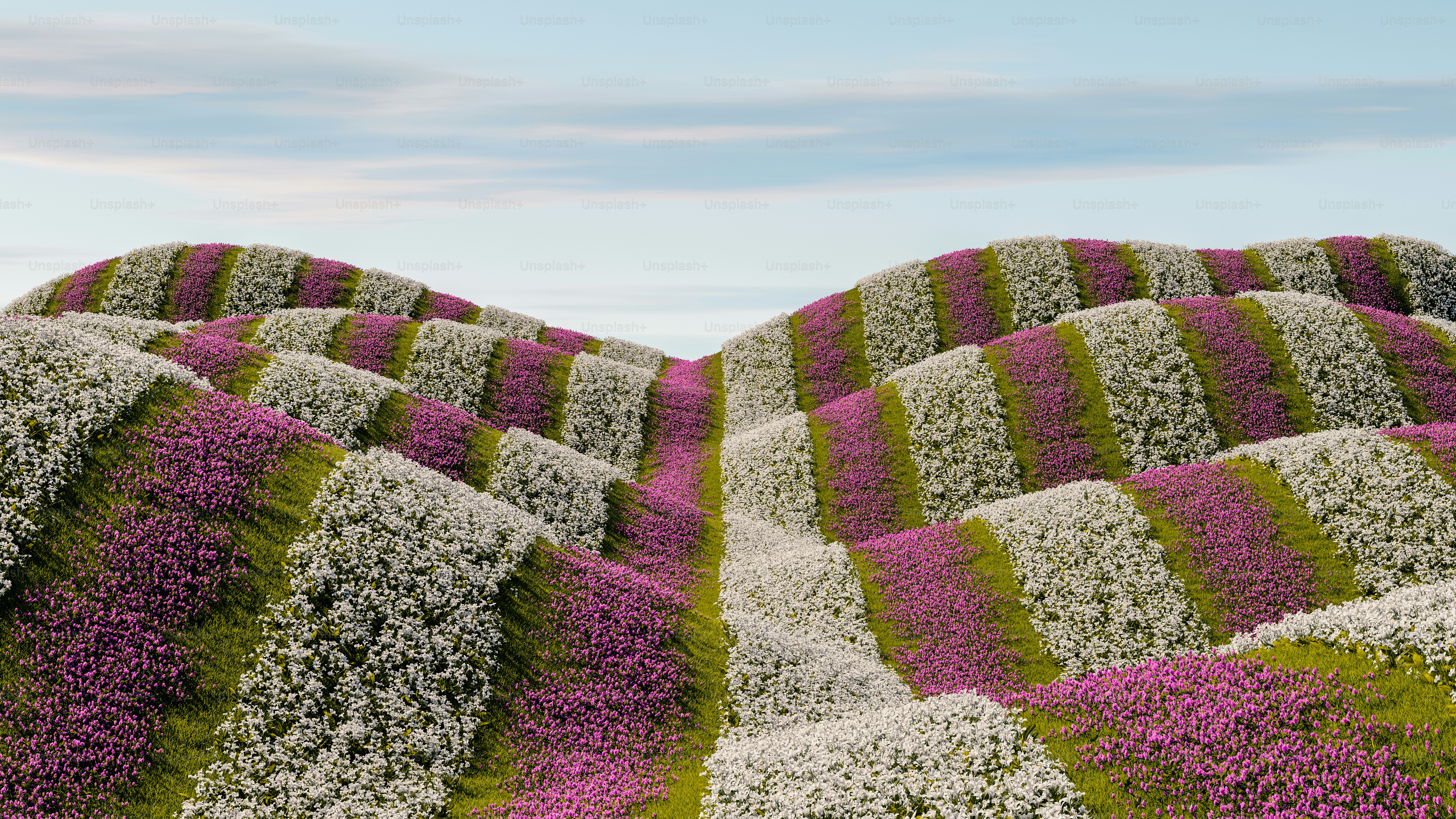 A group of bushes that are next to each other photo – Flowers Image on ...