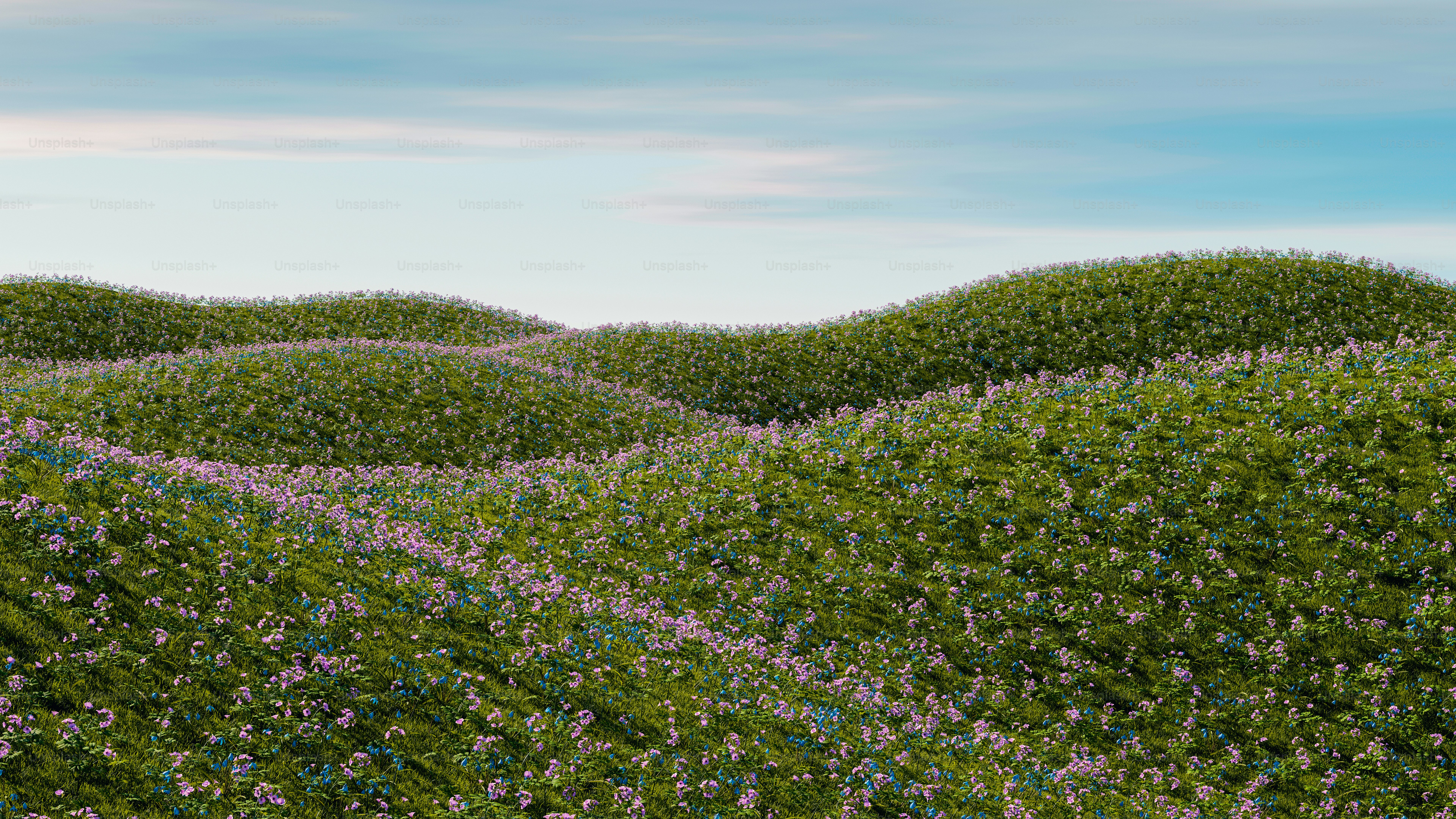 Gambar Padang Rumput | Unduh Gambar Gratis di Unsplash