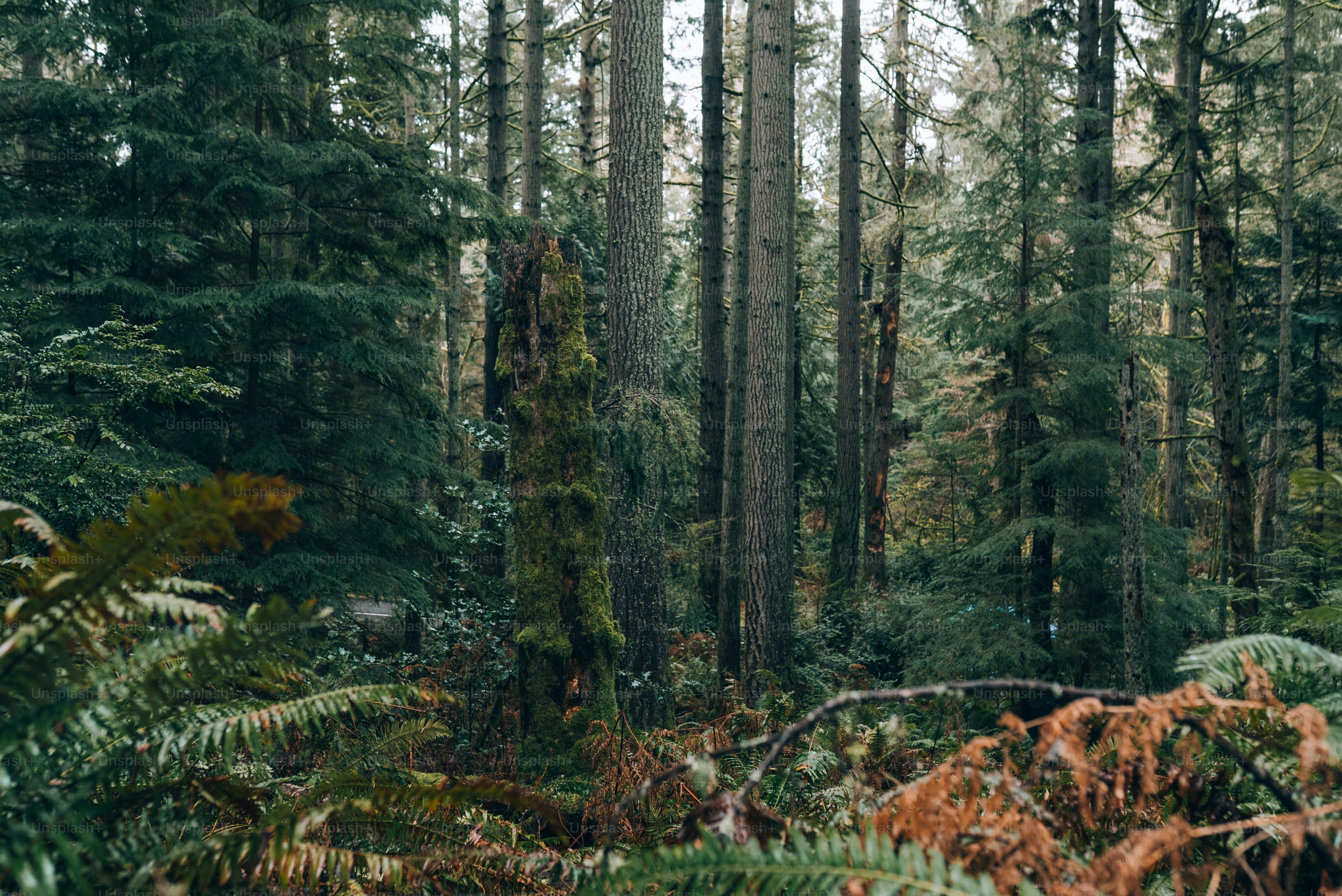 A lush green forest filled with lots of trees photo – Point defiance ...