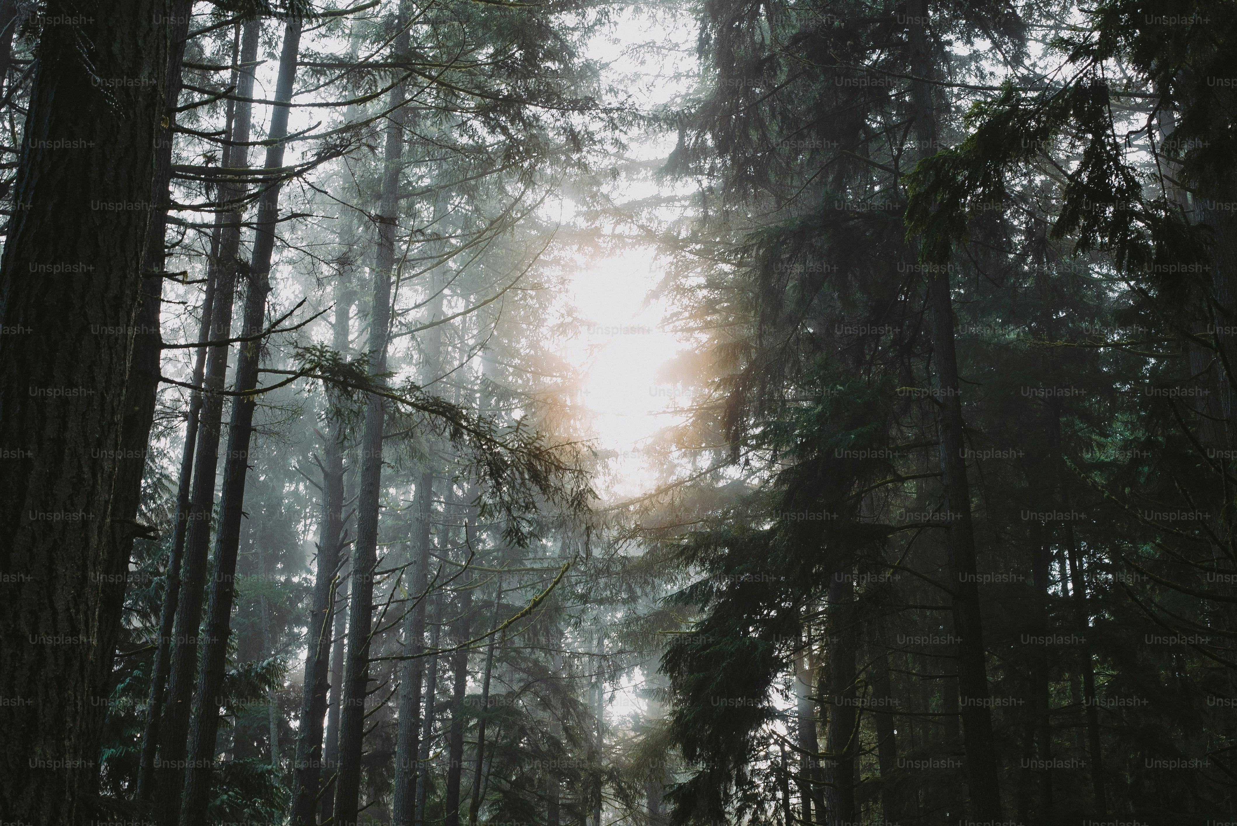 A road in the middle of a forest surrounded by tall trees photo – Point ...