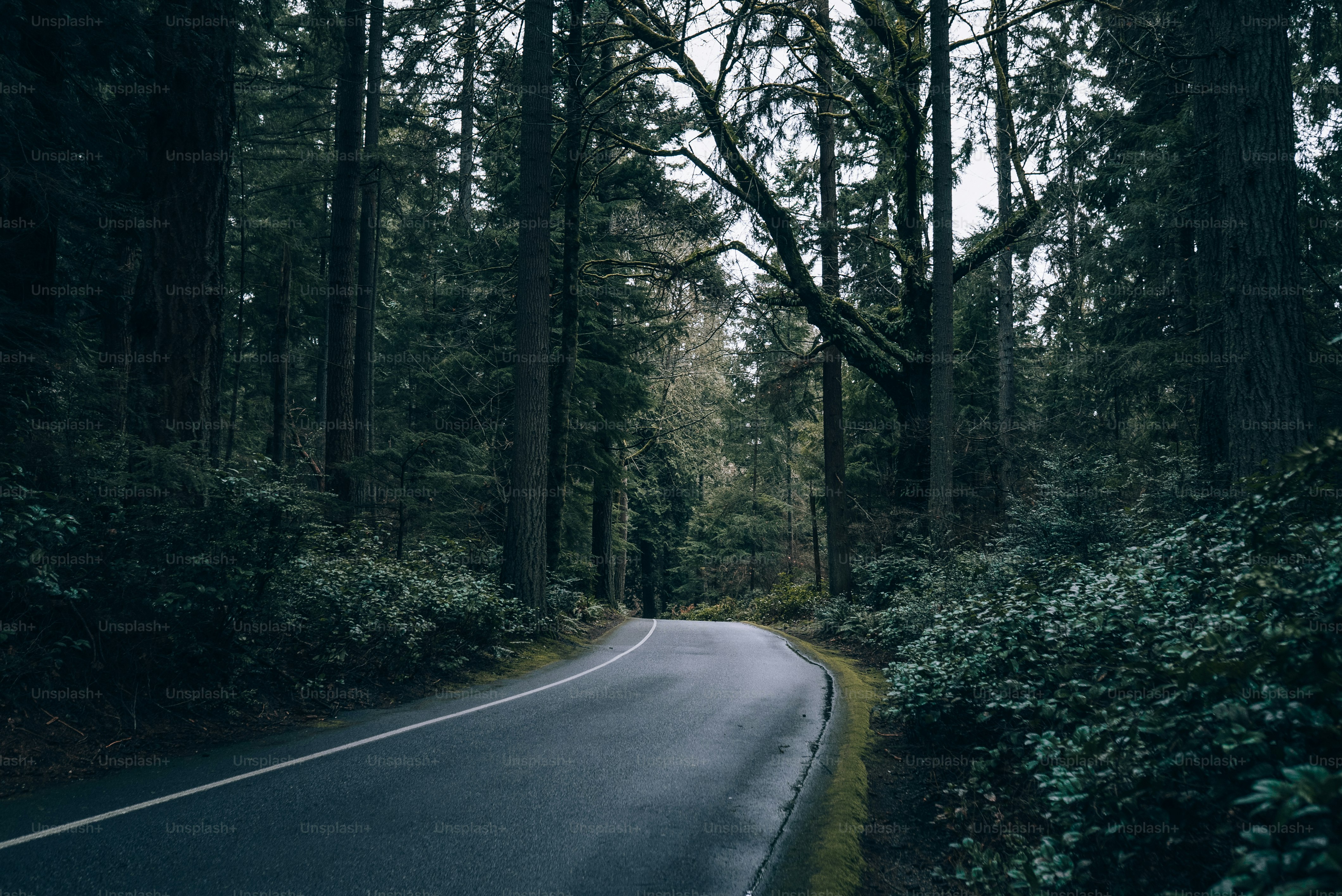 A road in the middle of a forest surrounded by tall trees photo – Point ...