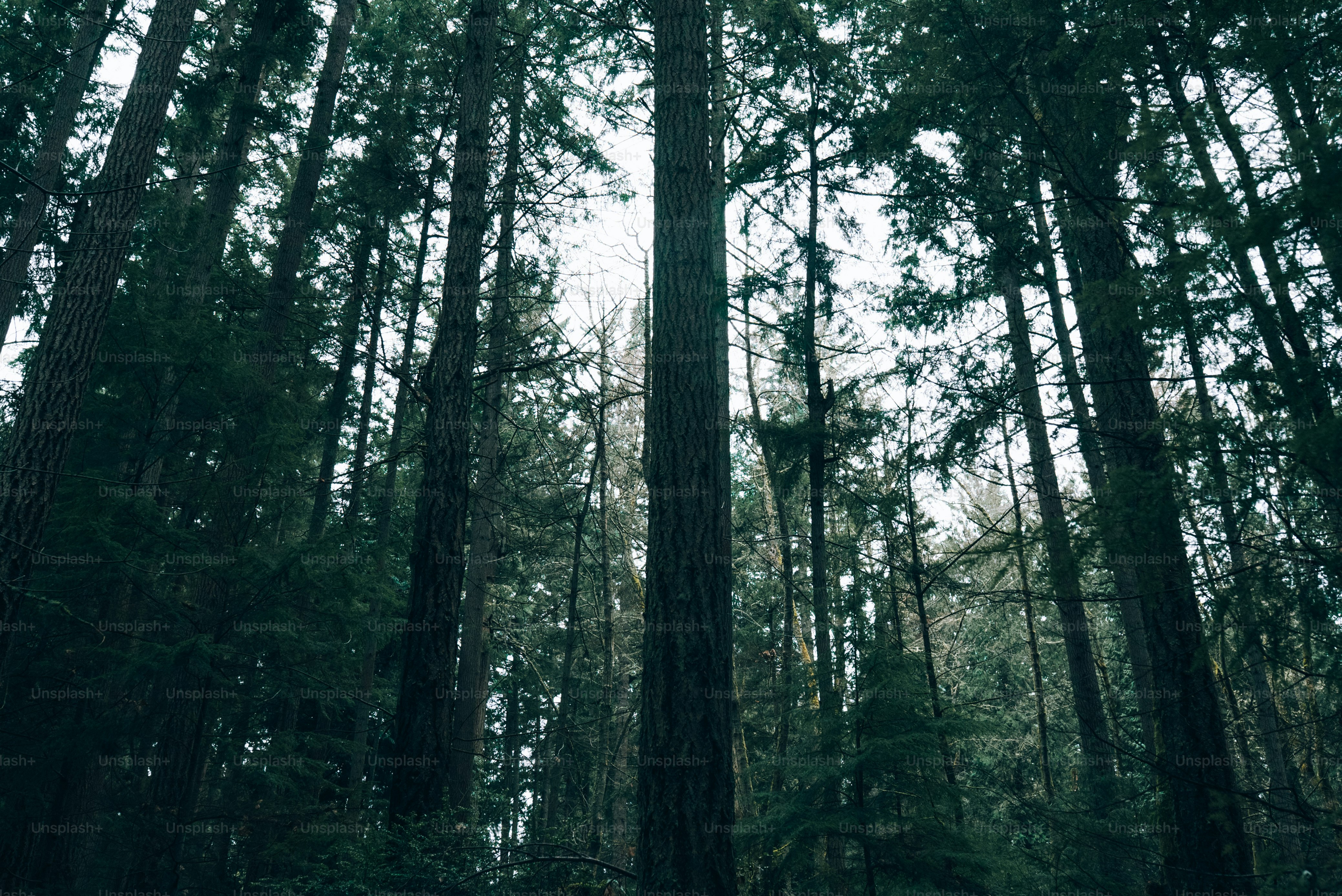 A road in the middle of a forest surrounded by tall trees photo – Point ...