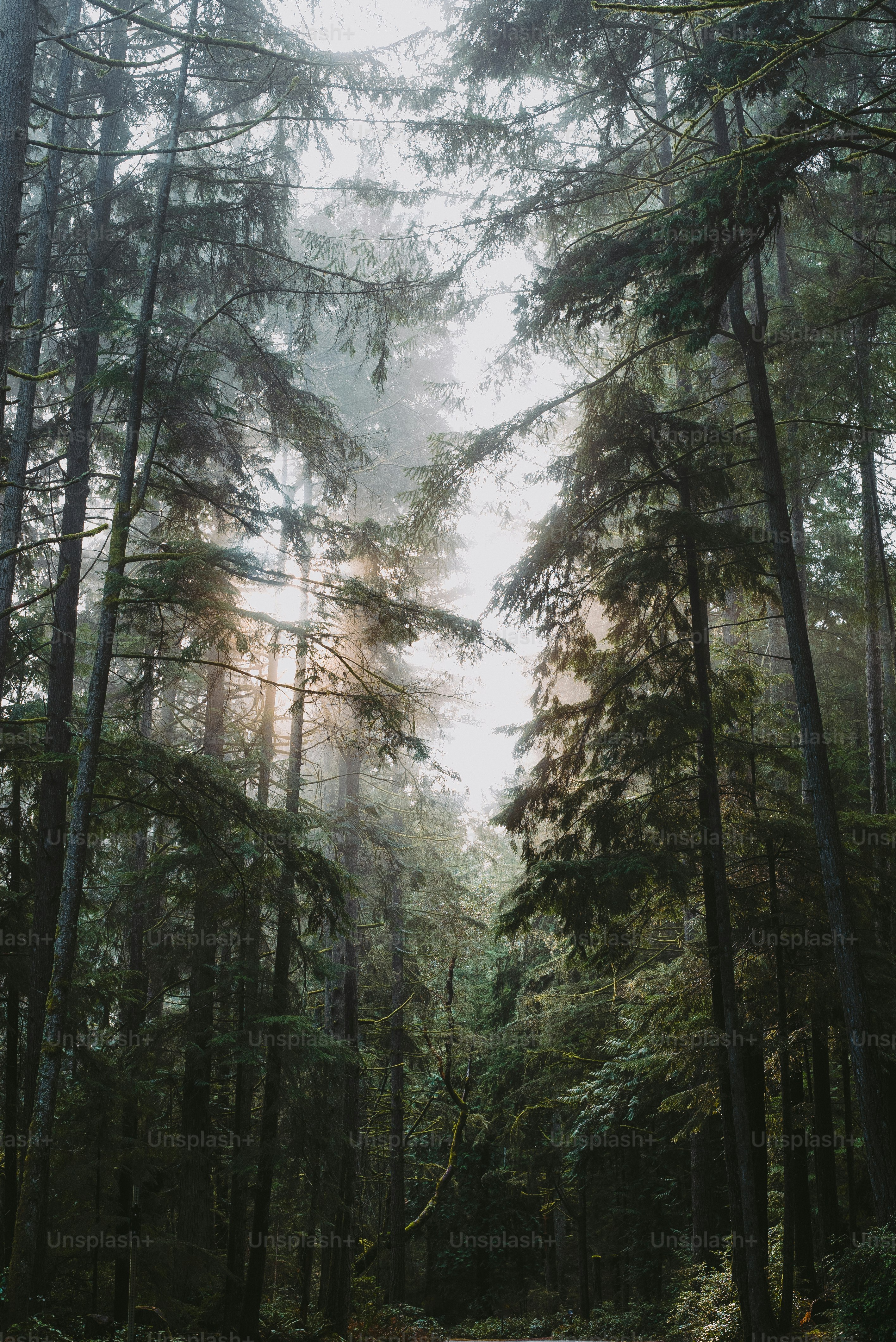 A road in the middle of a forest surrounded by tall trees photo – Point ...