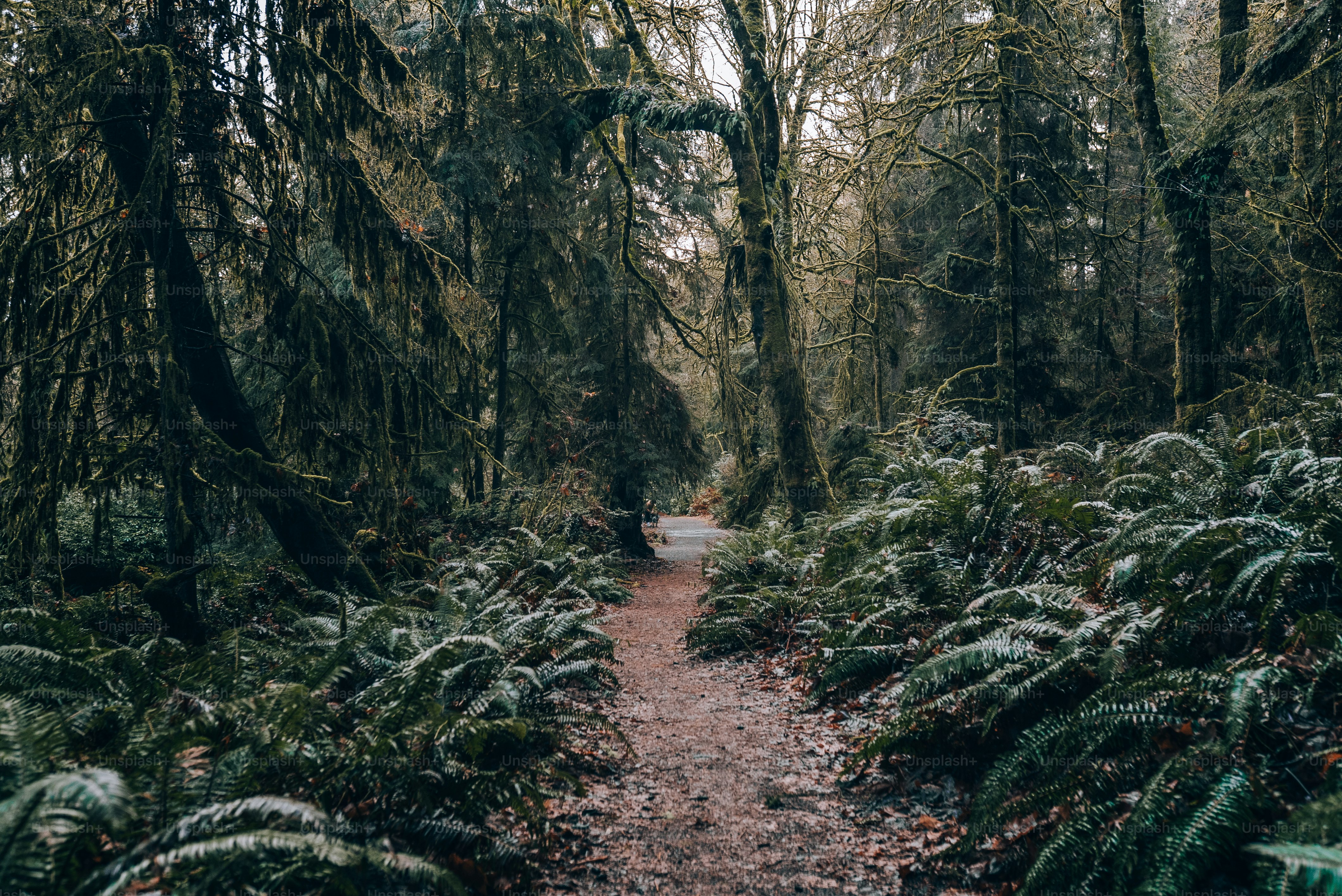 A road in the middle of a forest surrounded by tall trees photo – Point ...