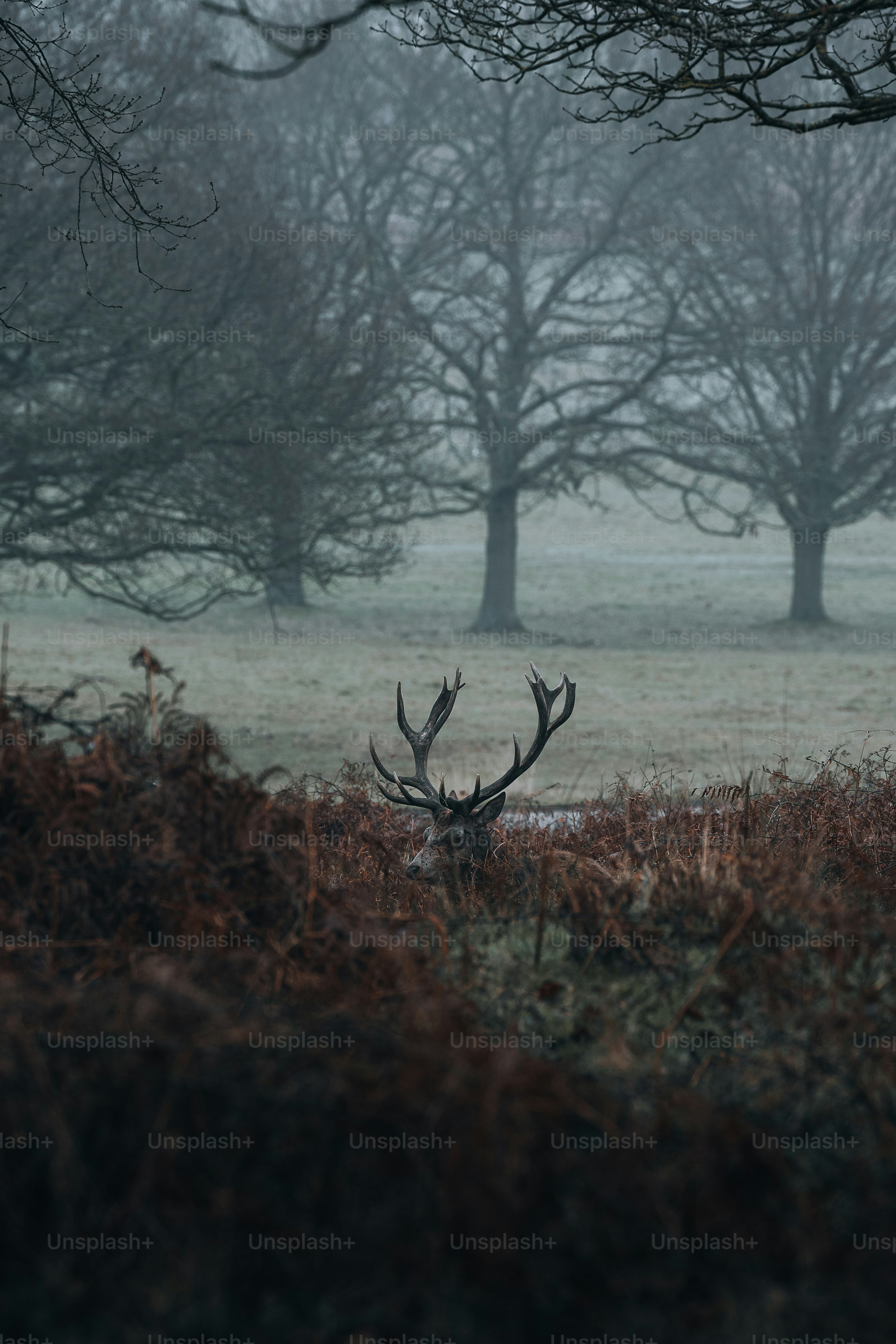 A deer in a field with trees in the background photo – Moody nature ...