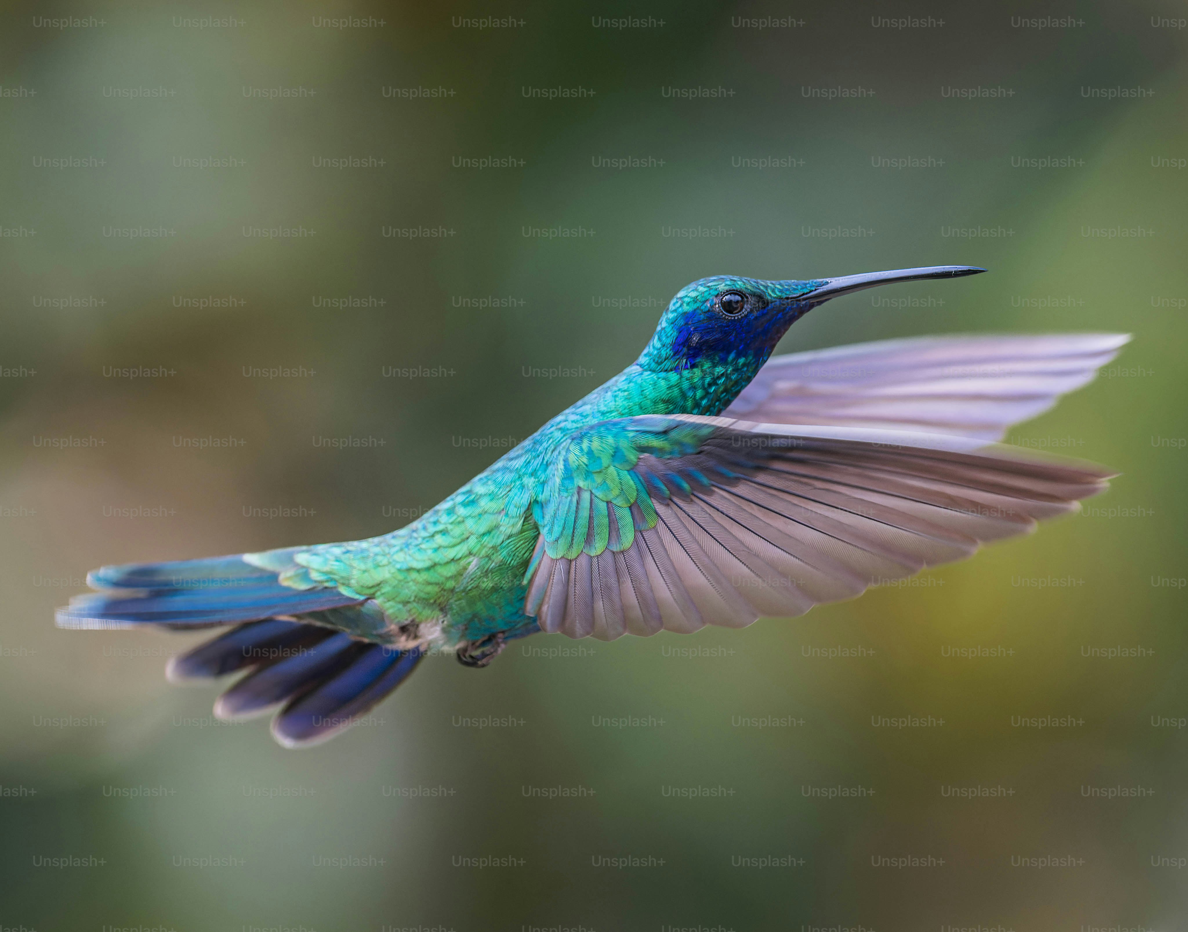A hummingbird flying in the air with a green background photo – Animal ...