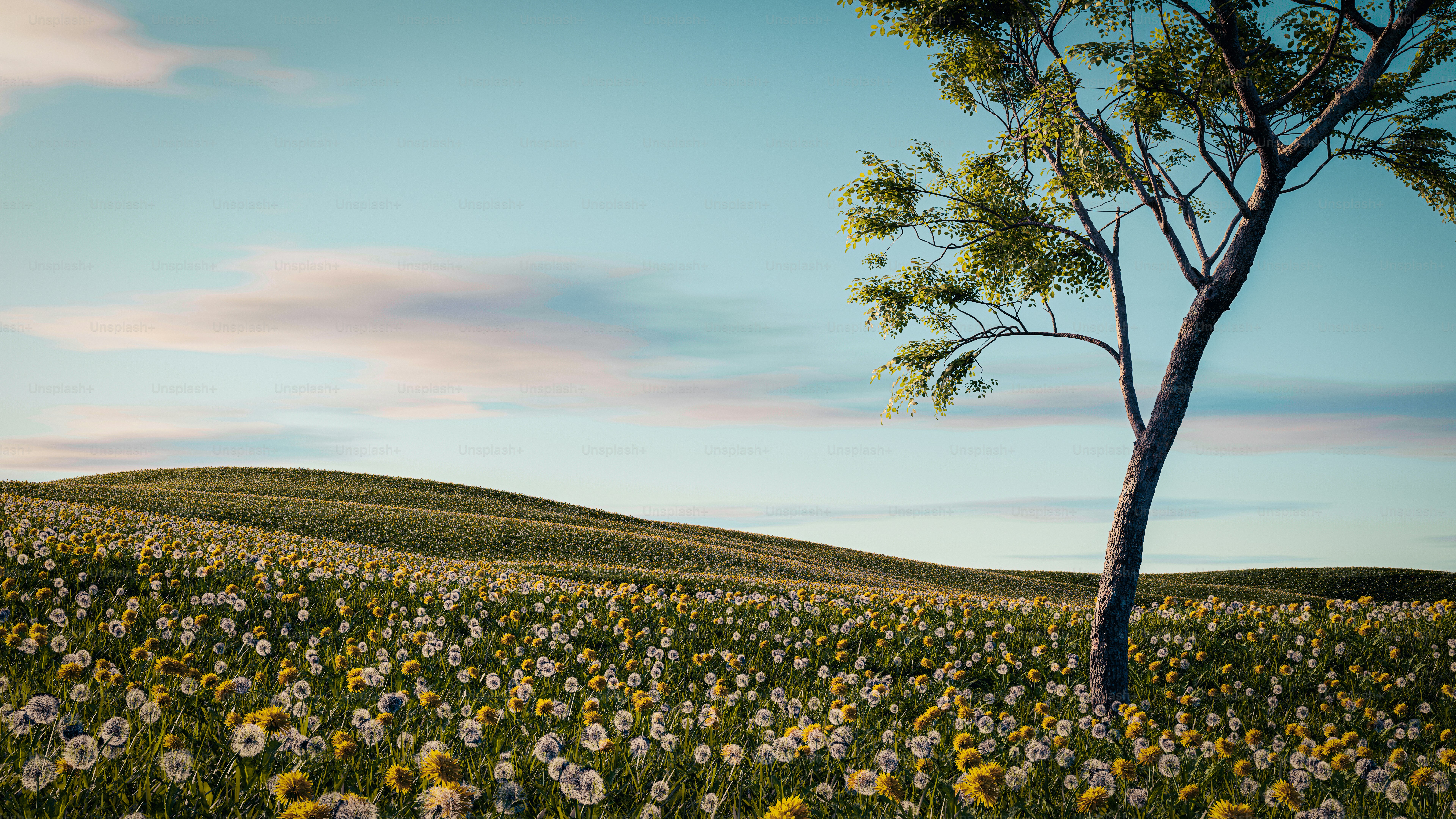 A field of flowers with a tree in the middle photo – Nature Image on ...