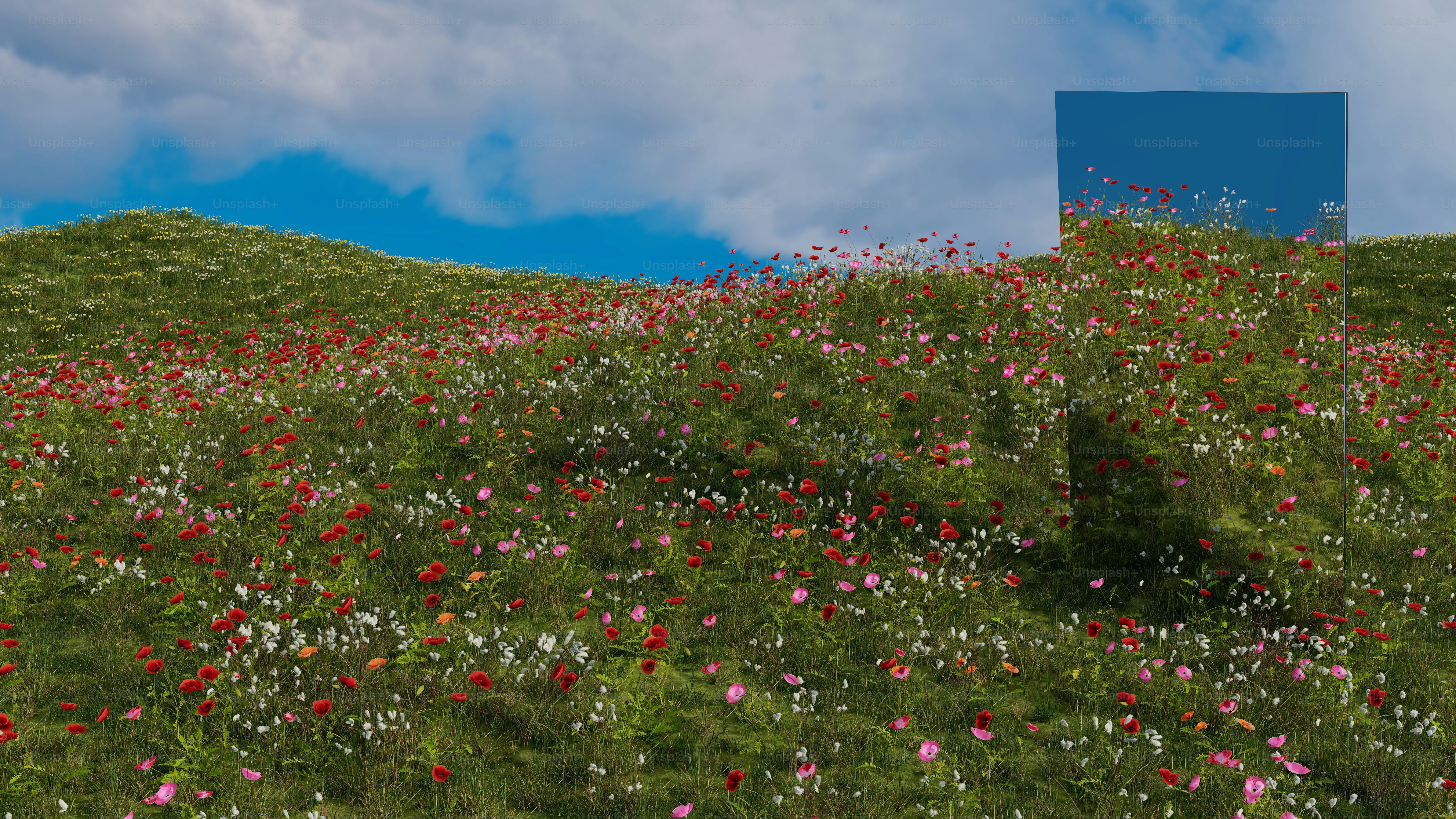 Foto Ladang bunga dengan kotak biru di tengah – Gambar Bunga di Unsplash