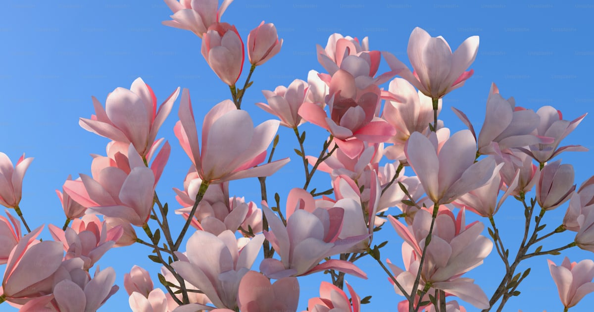 A Bunch Of Pink Flowers With A Blue Sky In The Background Photo