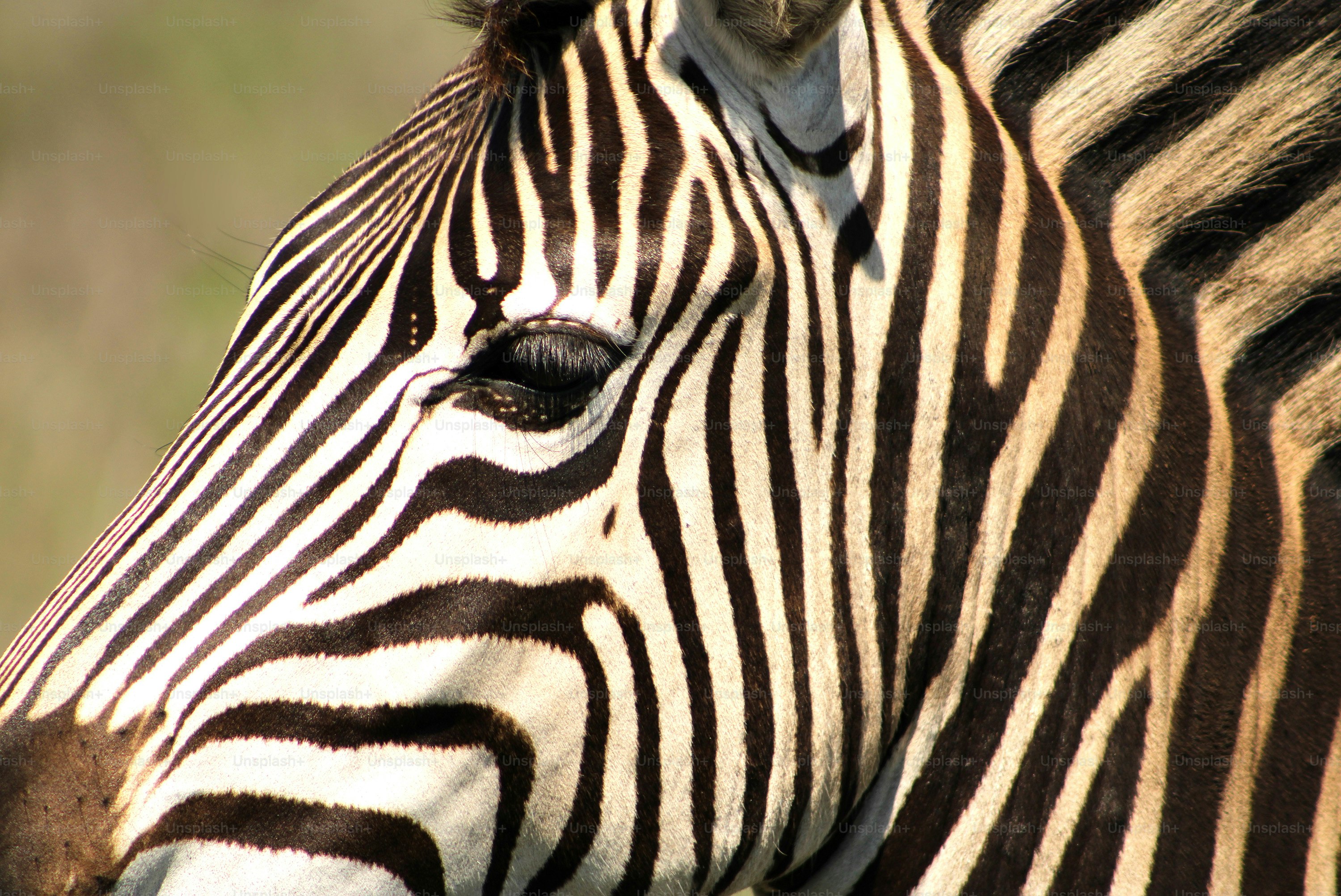 A close up of a zebra's face with a blurry background photo – Africa ...