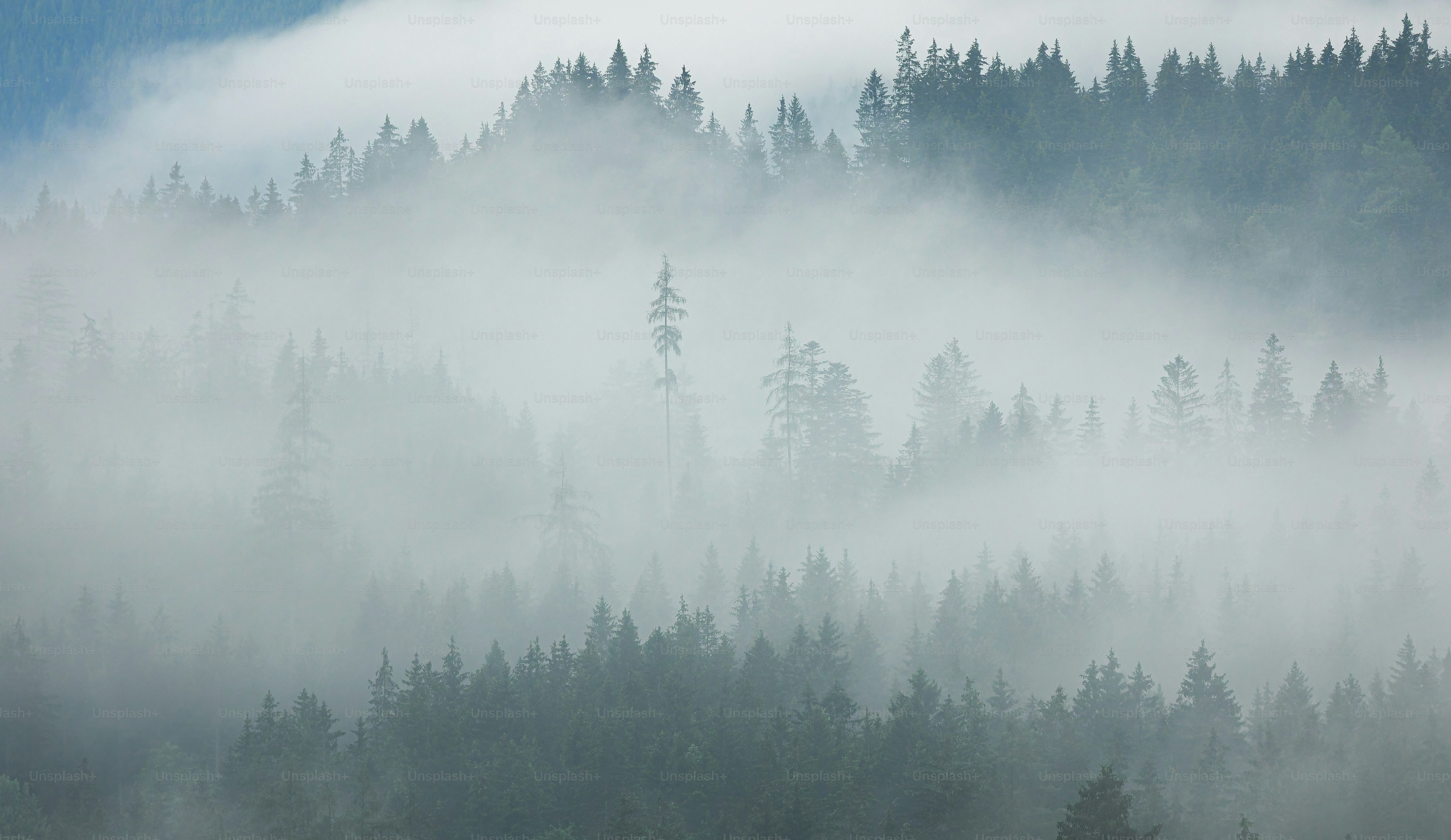 A forest covered in fog and low lying trees photo – Trees Image on Unsplash