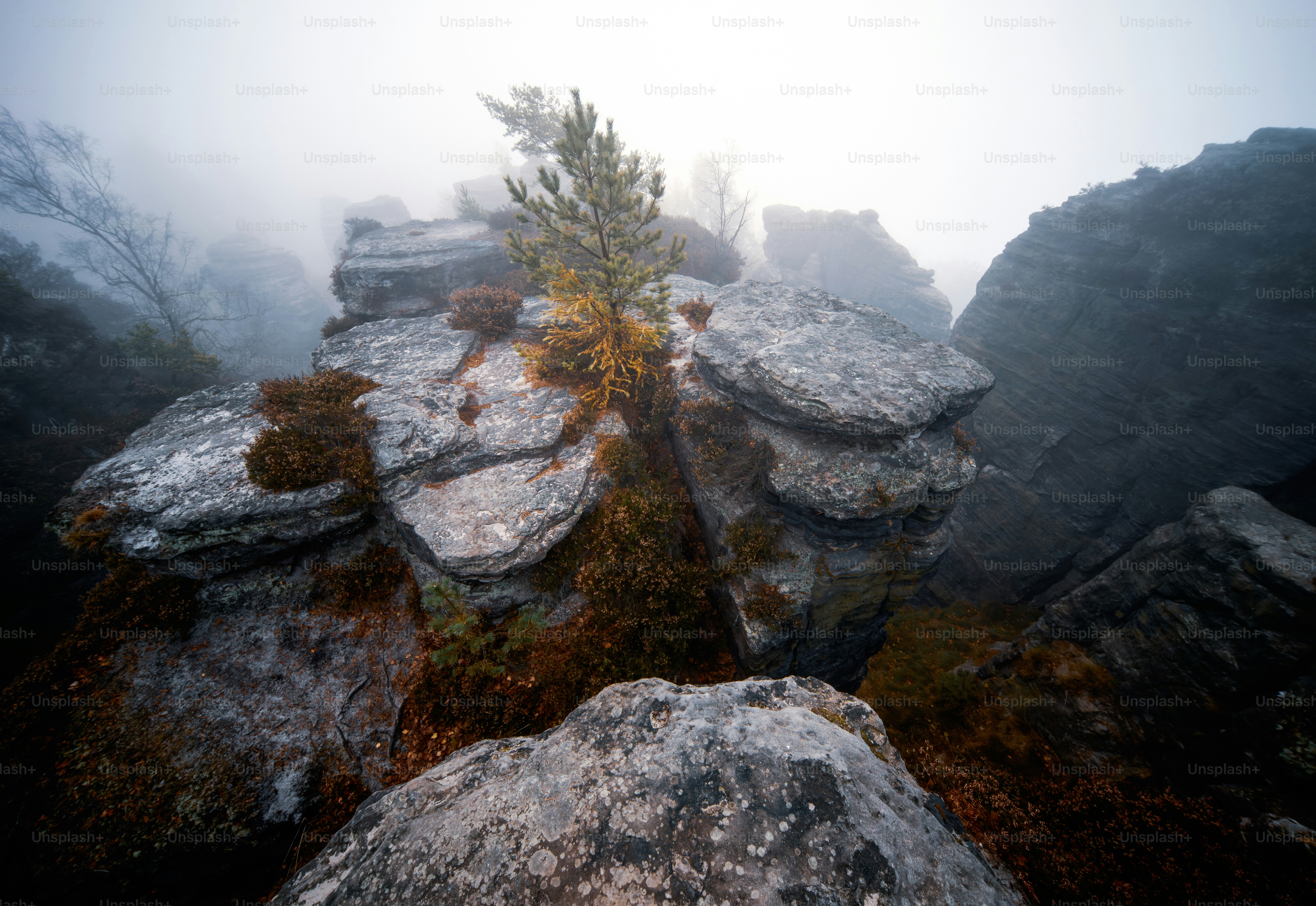 A forest covered in fog and low lying trees photo – Trees Image on Unsplash