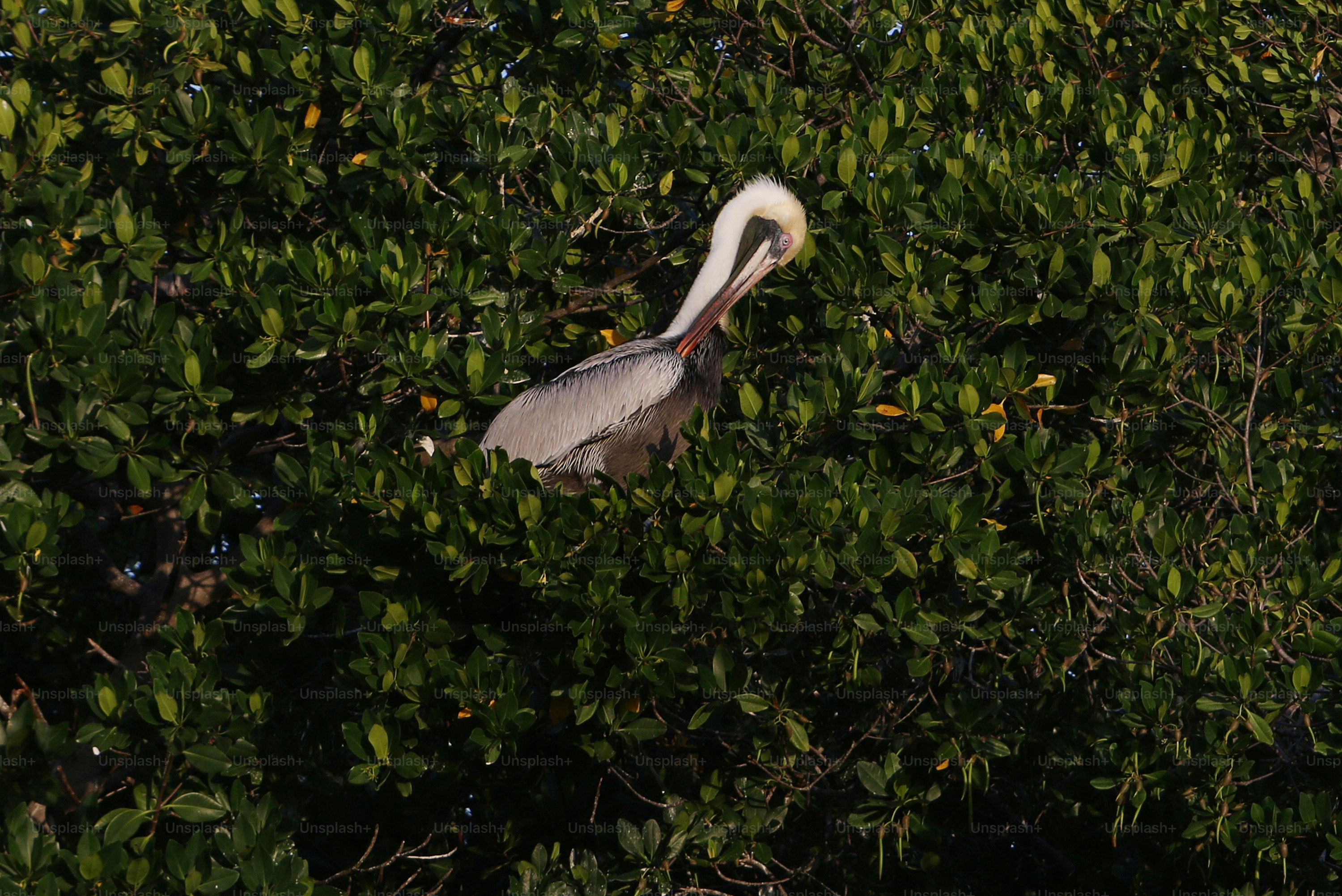 A white bird with a long neck standing in a tree photo – Pelican Image ...