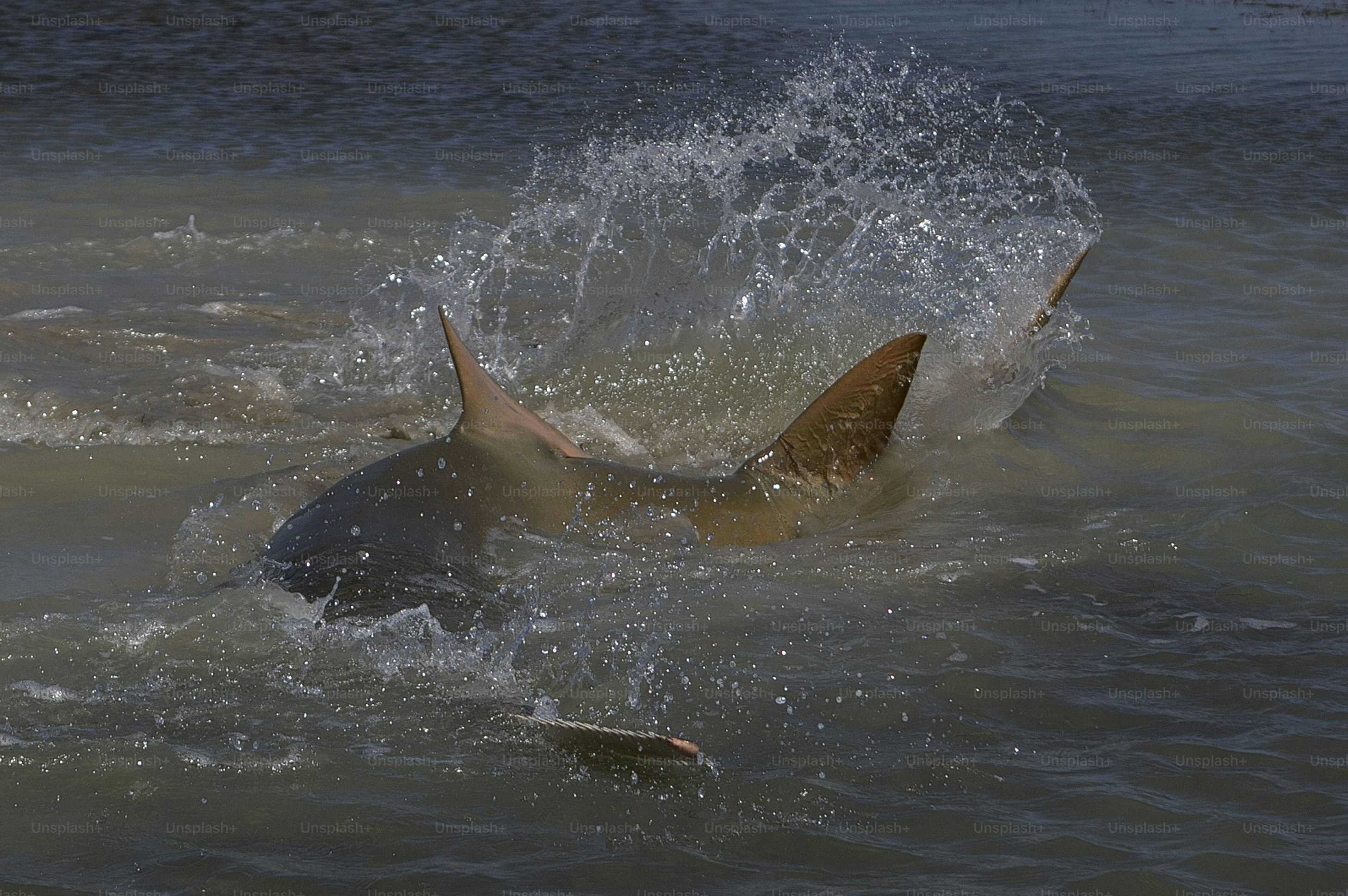 A shark splashing into the water with it's mouth open photo – Sawfish ...