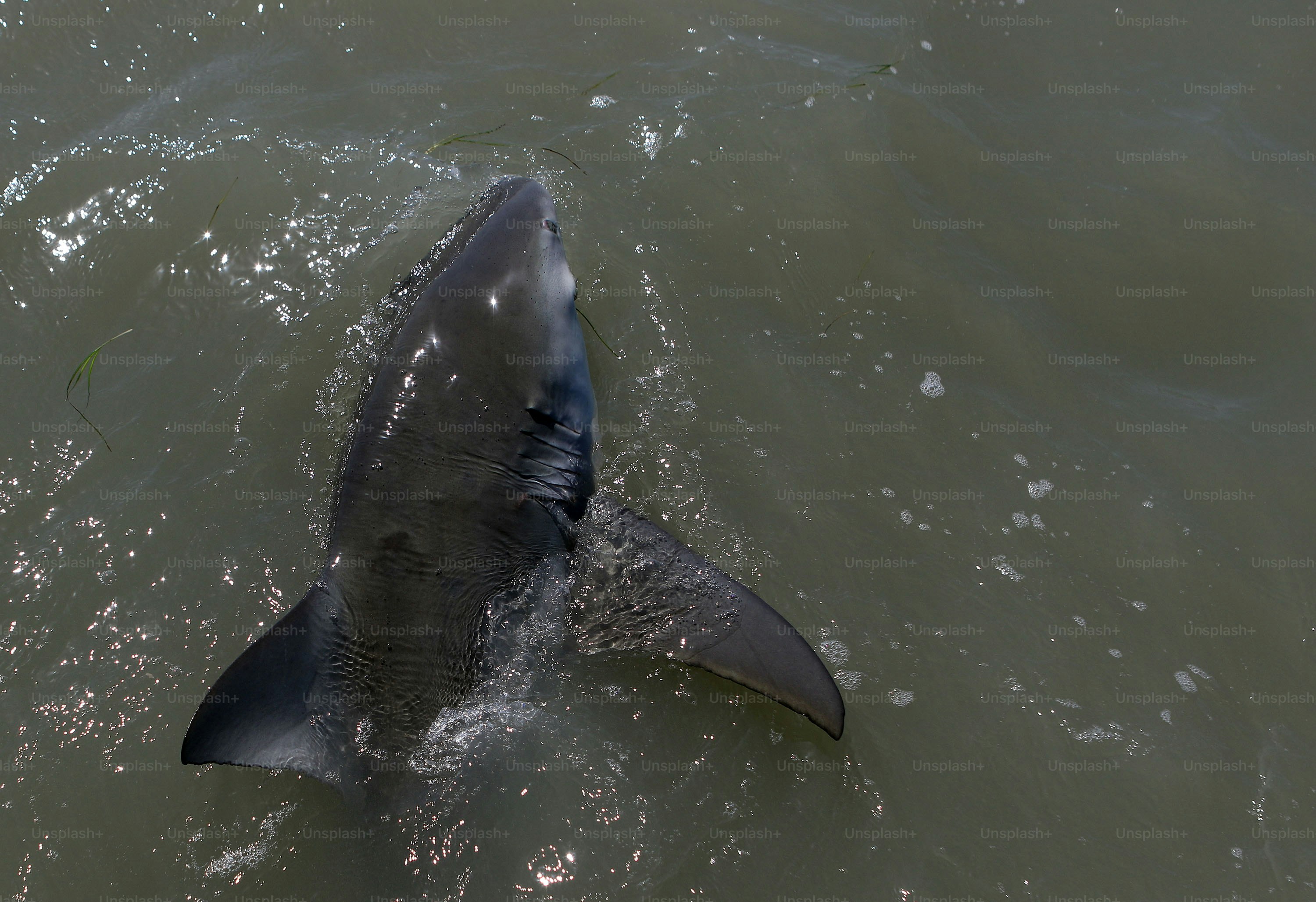 A large gray shark swimming in a body of water photo – Bull shark Image ...