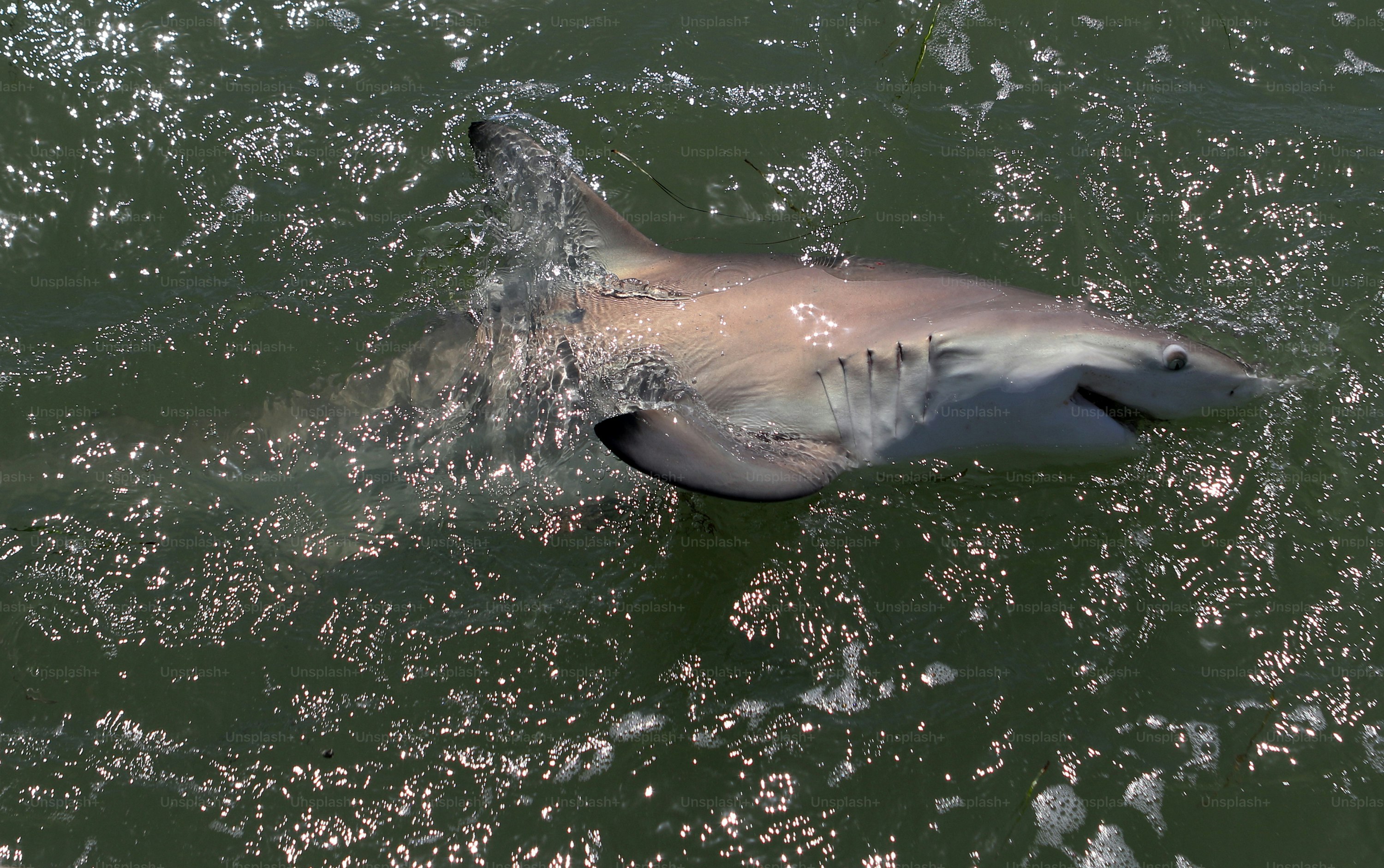 A shark splashing into the water with it's mouth open photo – Sawfish ...