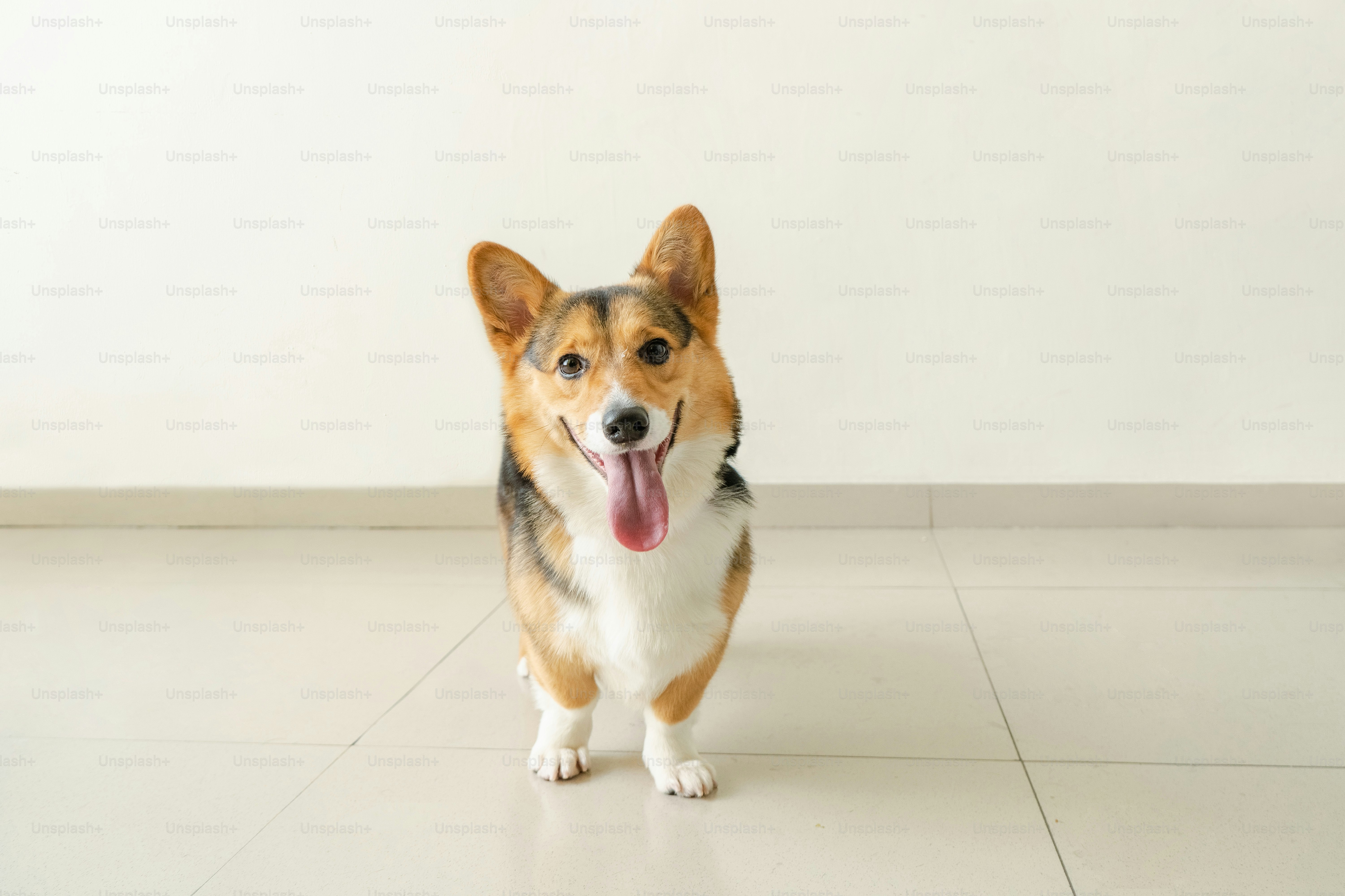 Corgi Dog Pictures | Download Free Images on Unsplash