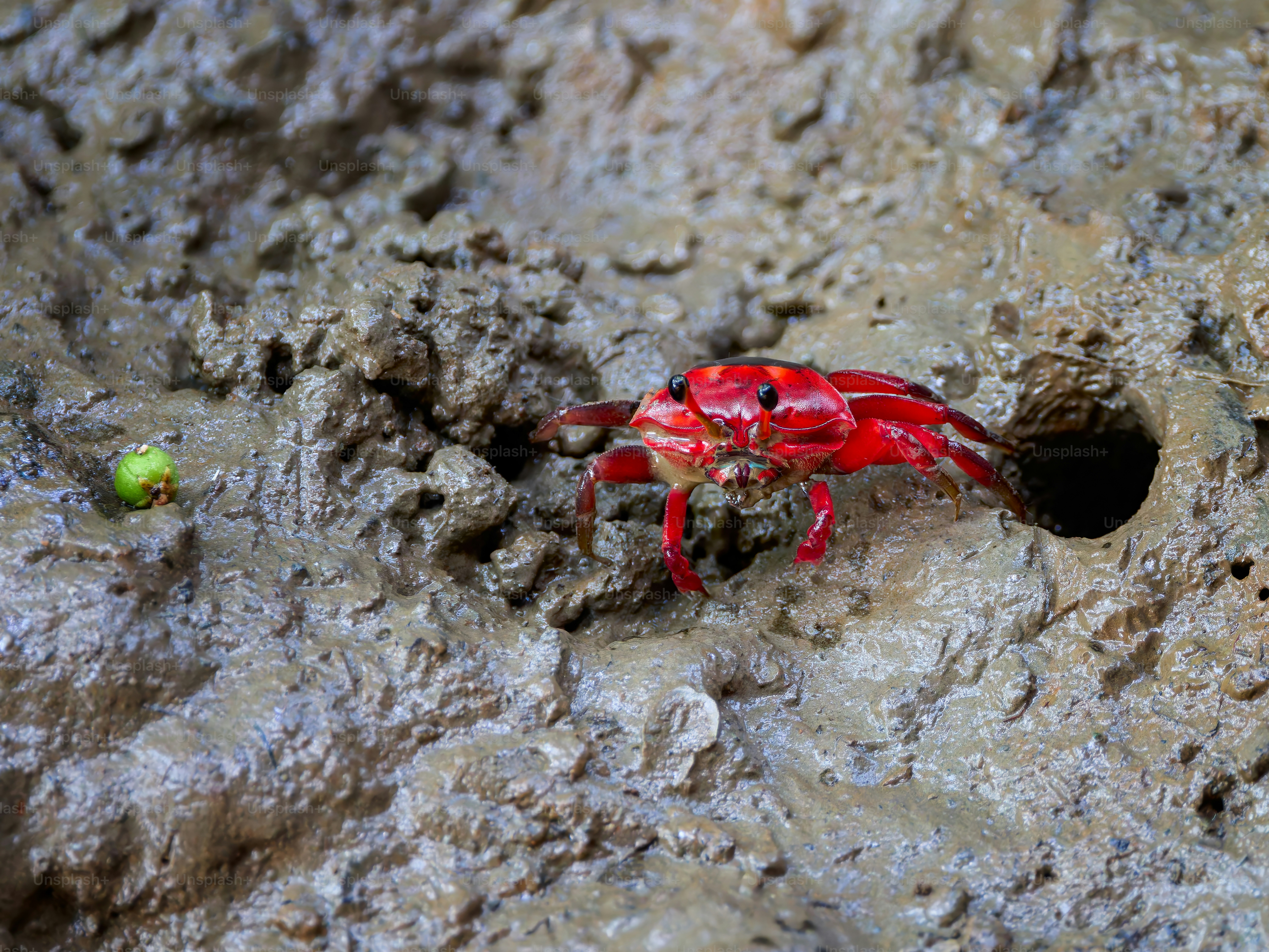 Un crabe rouge rampant hors d’un trou dans un rocher photo – Image de ...