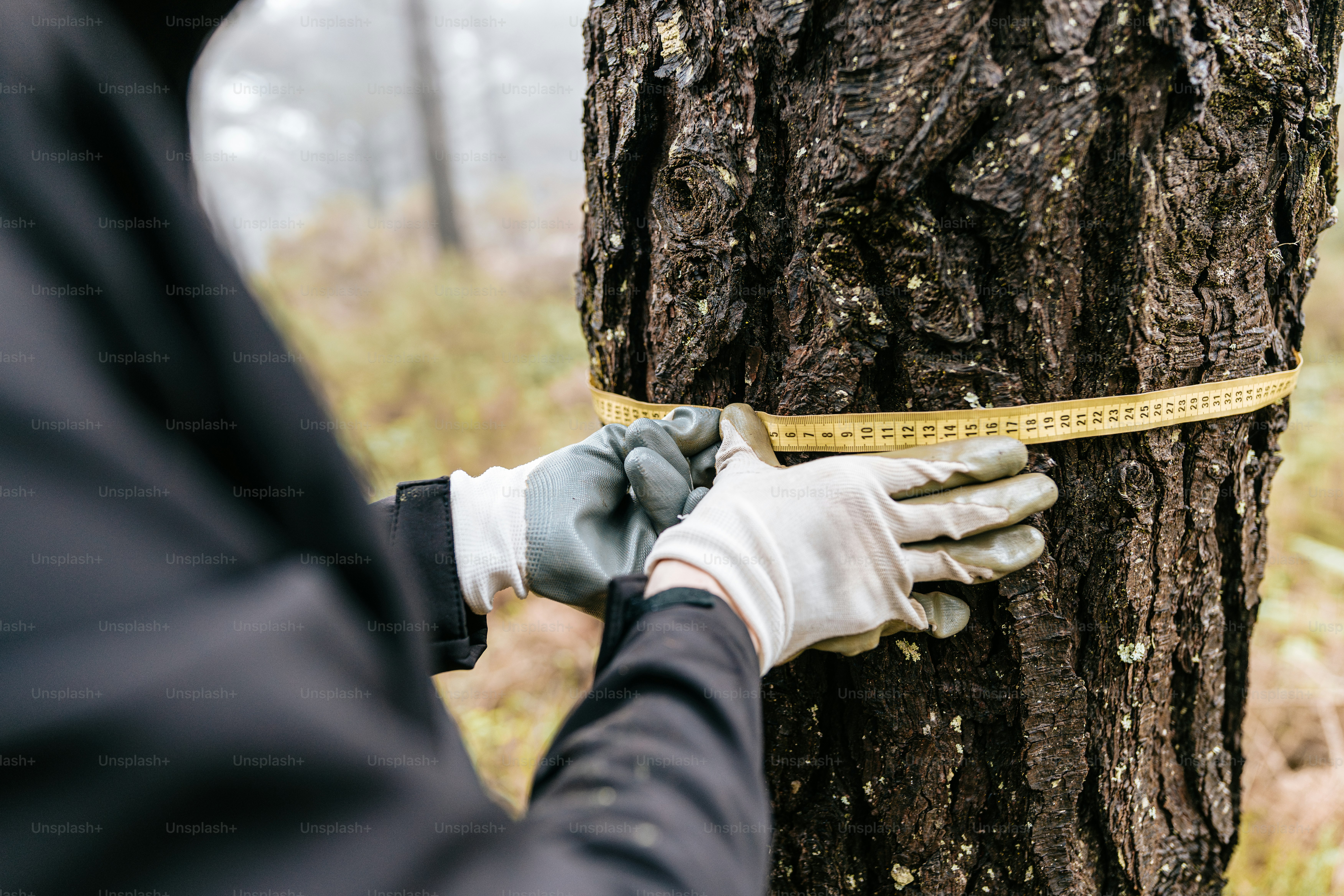 A person measuring a tree with a tape measure photo – Plant Image on ...