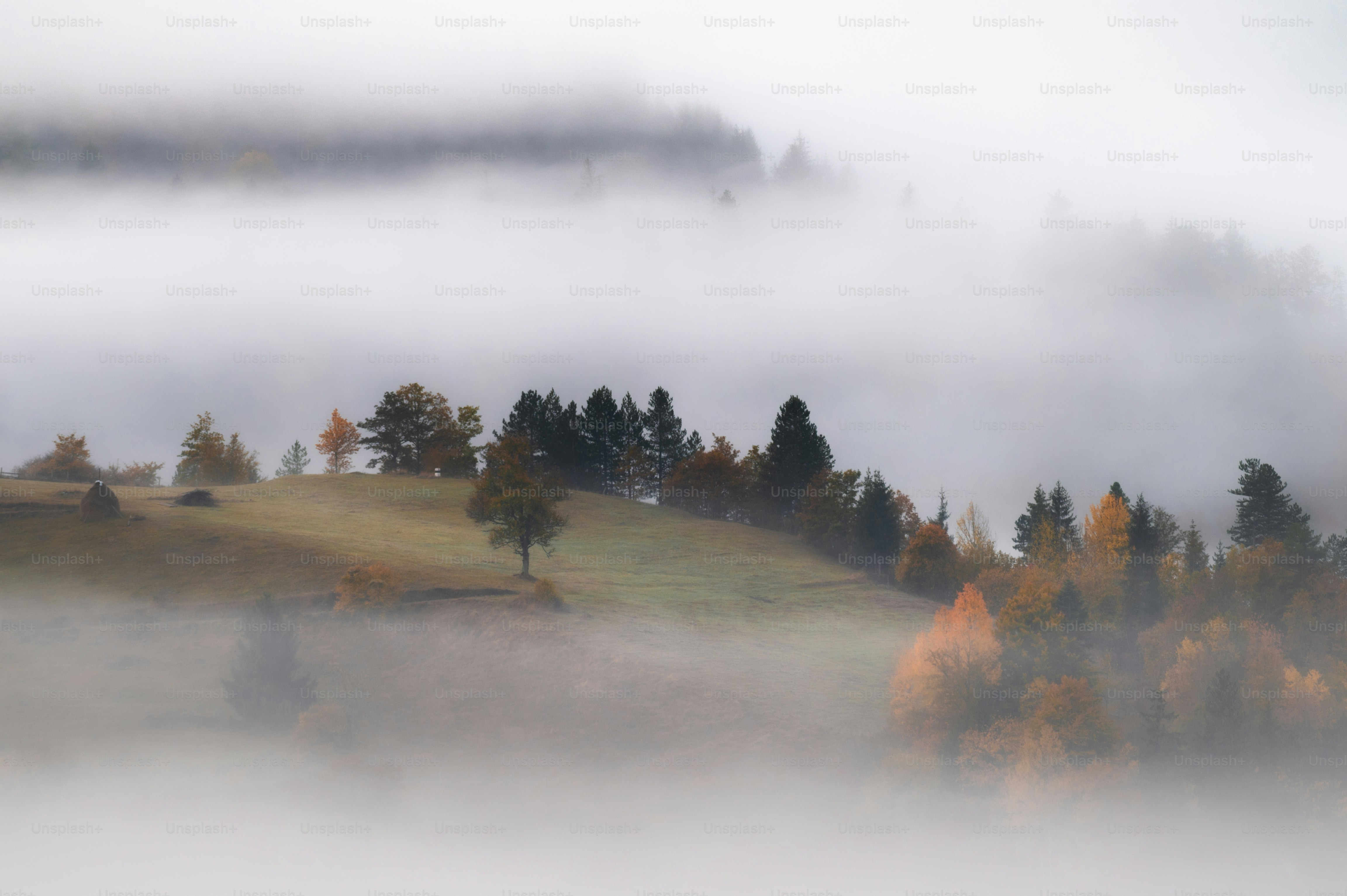 A large group of trees in a forest photo – Moody nature Image on Unsplash