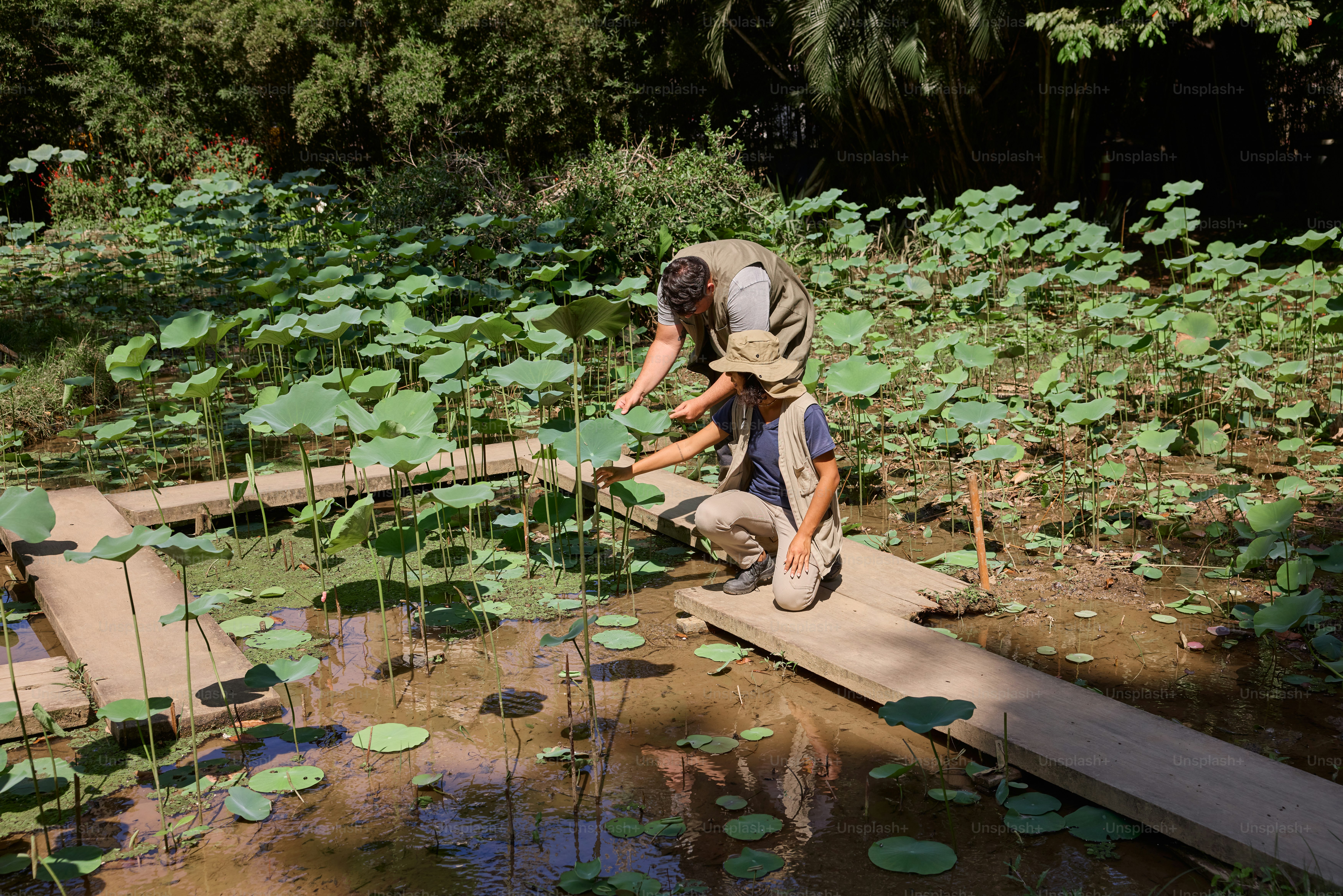A man kneeling on a wooden plank over a pond of water lilies photo ...