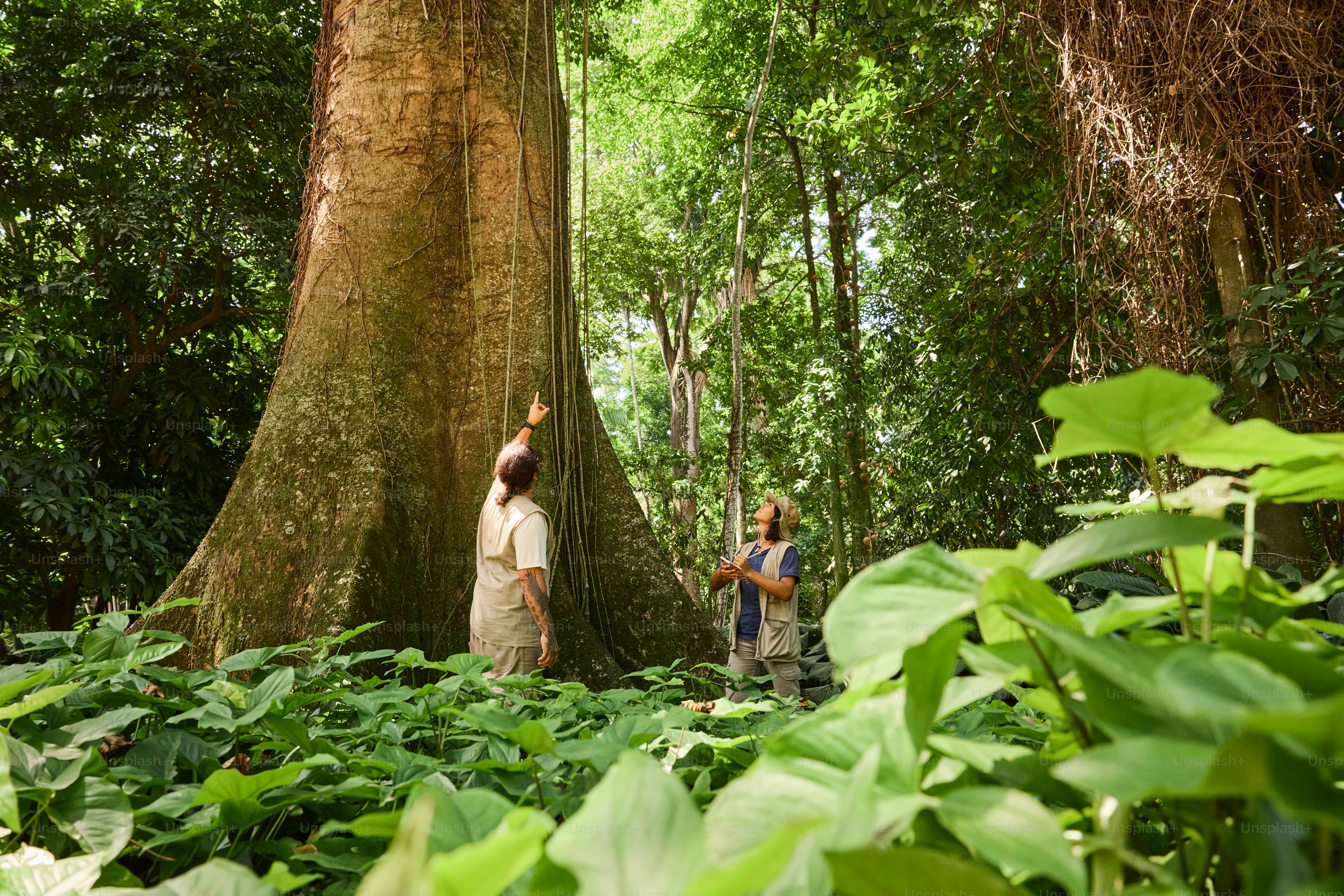 A couple of people standing next to a large tree photo – Biodiversity ...