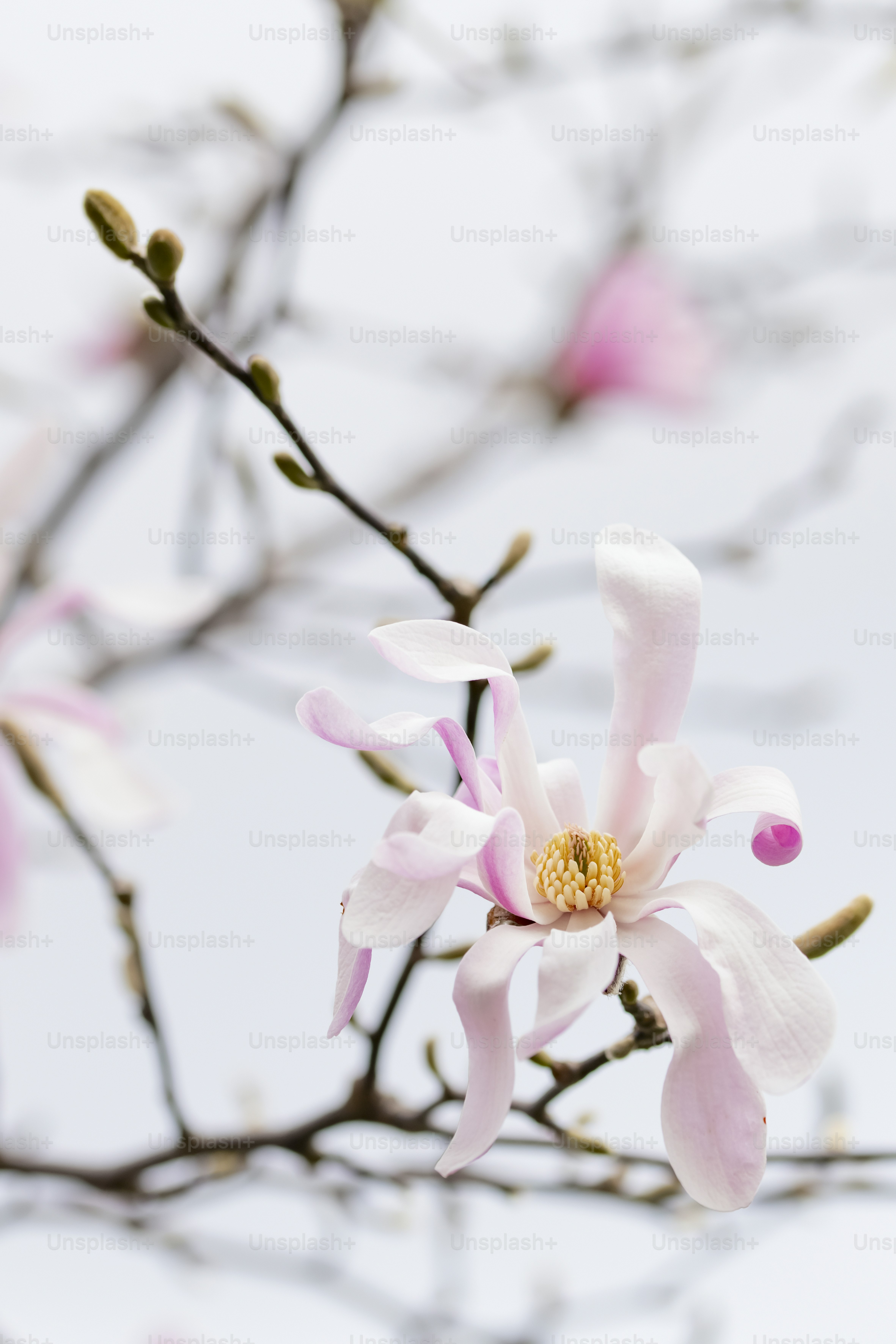 1000+ Magnolia Tree Pictures | Download Free Images on Unsplash