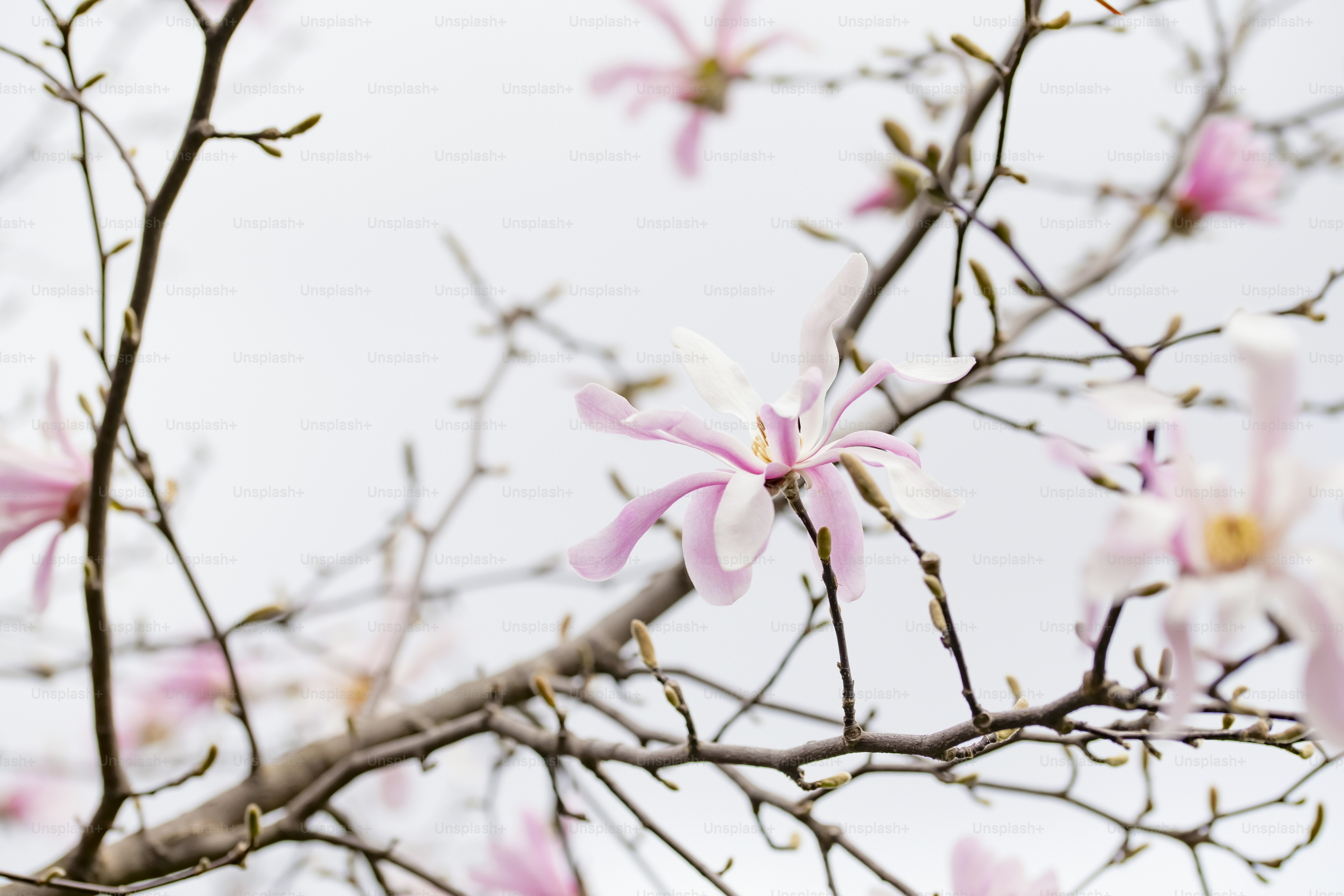 Una rama con flores rosadas y blancas foto – Imagen de Flor en Unsplash