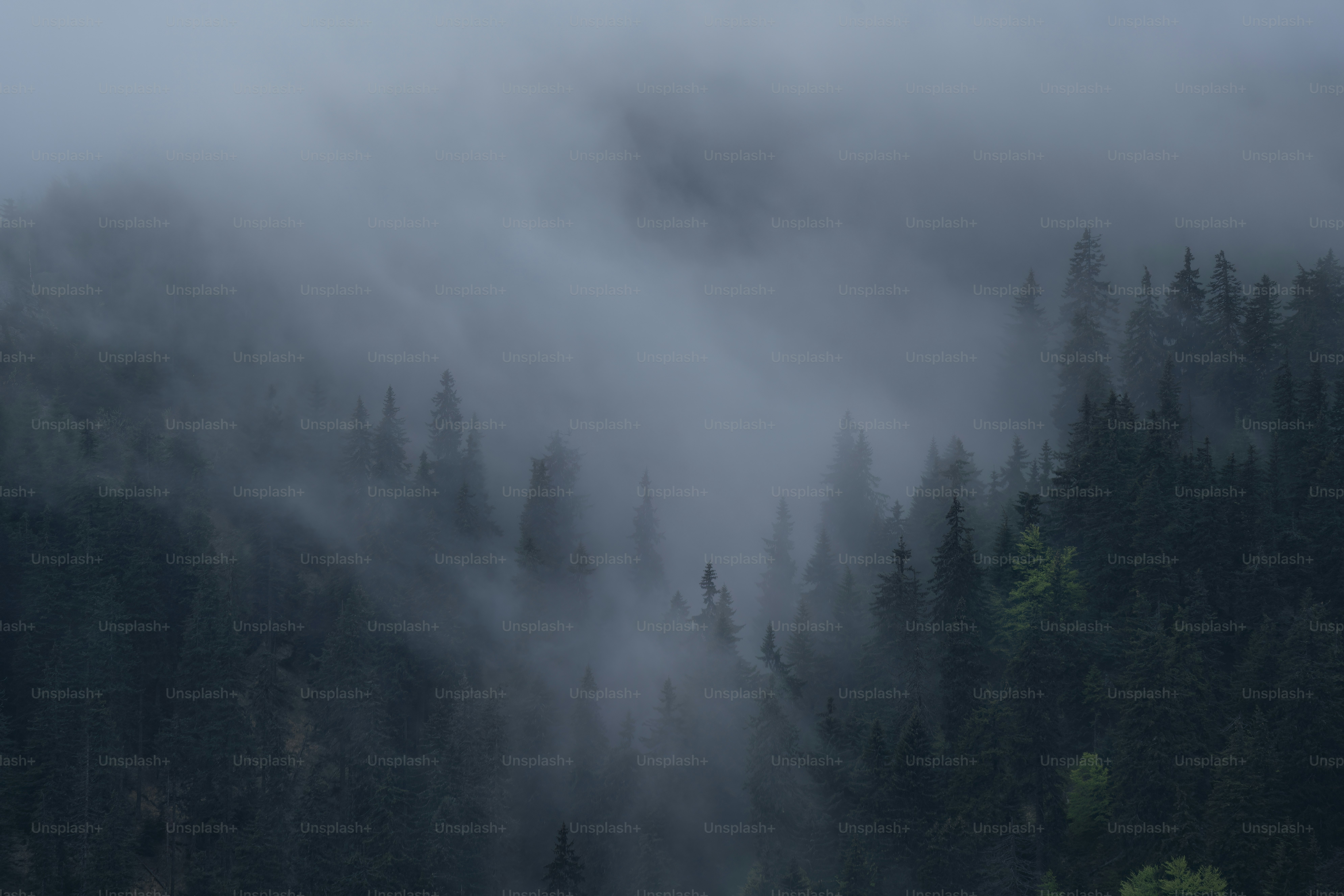 A forest covered in fog and trees in the distance photo – Moody nature ...