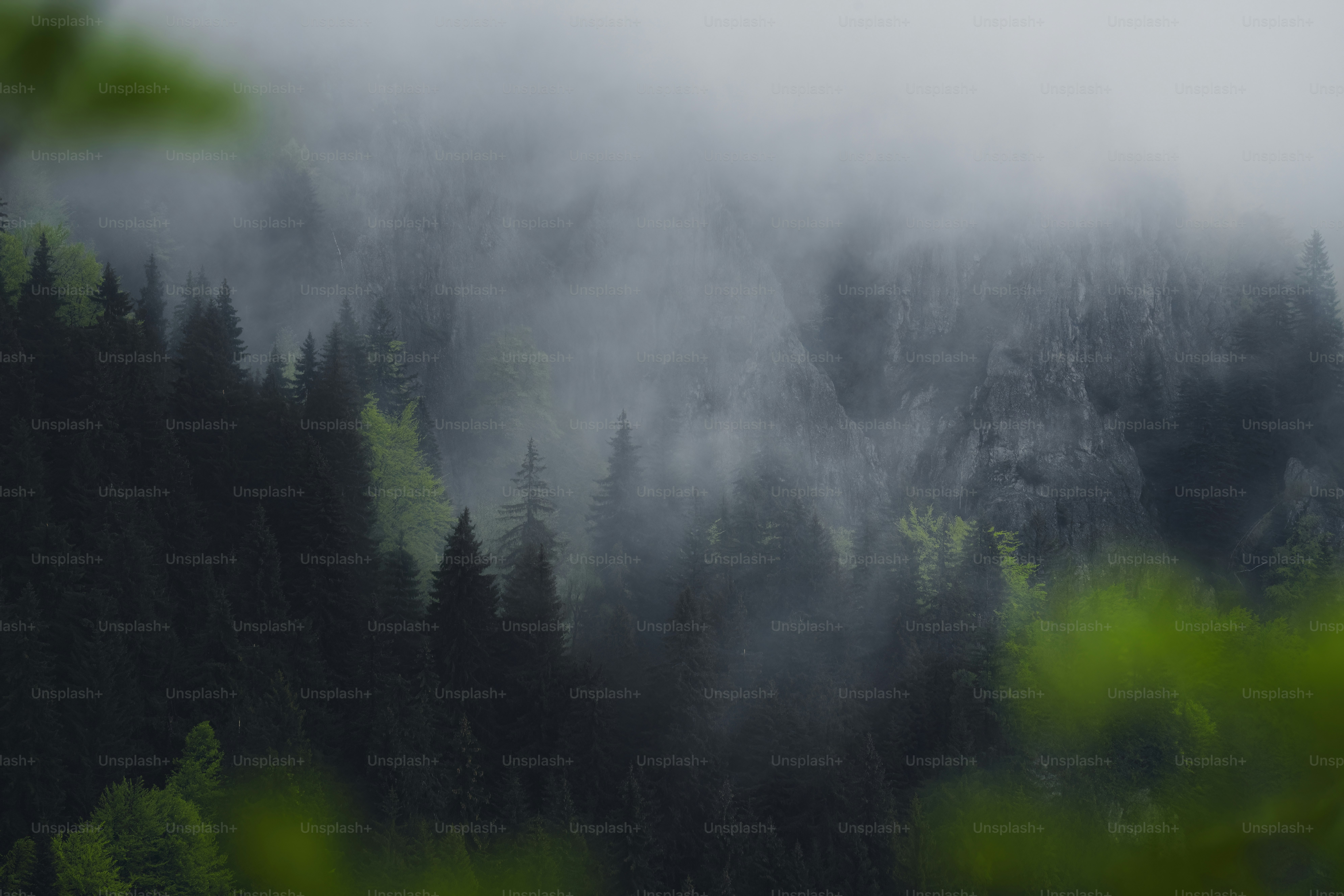 Zoom Background Nature Pictures | Download Free Images on Unsplash