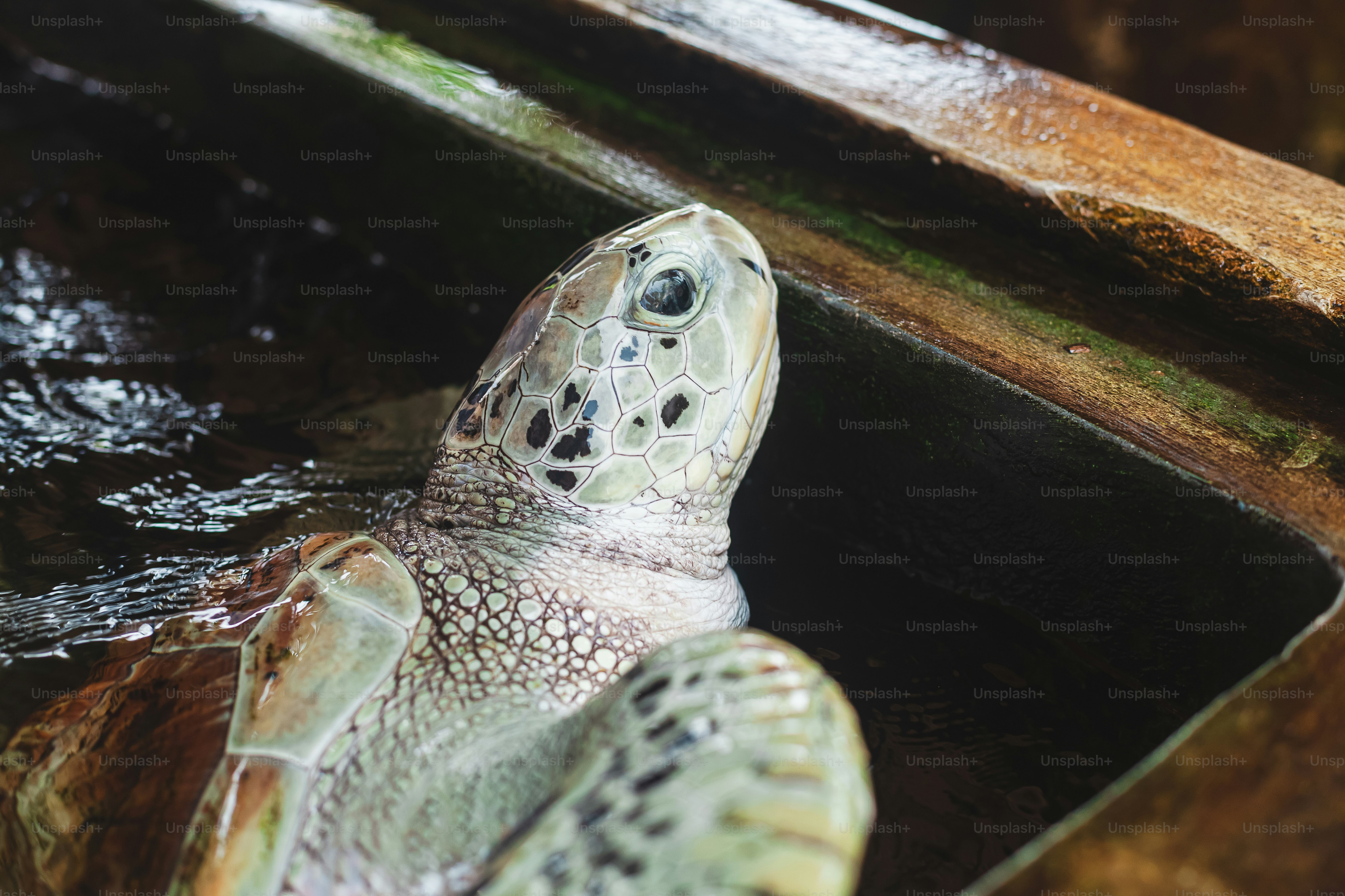 A close up of a turtle in a pool of water photo – Biodiversity Image on Unsplash