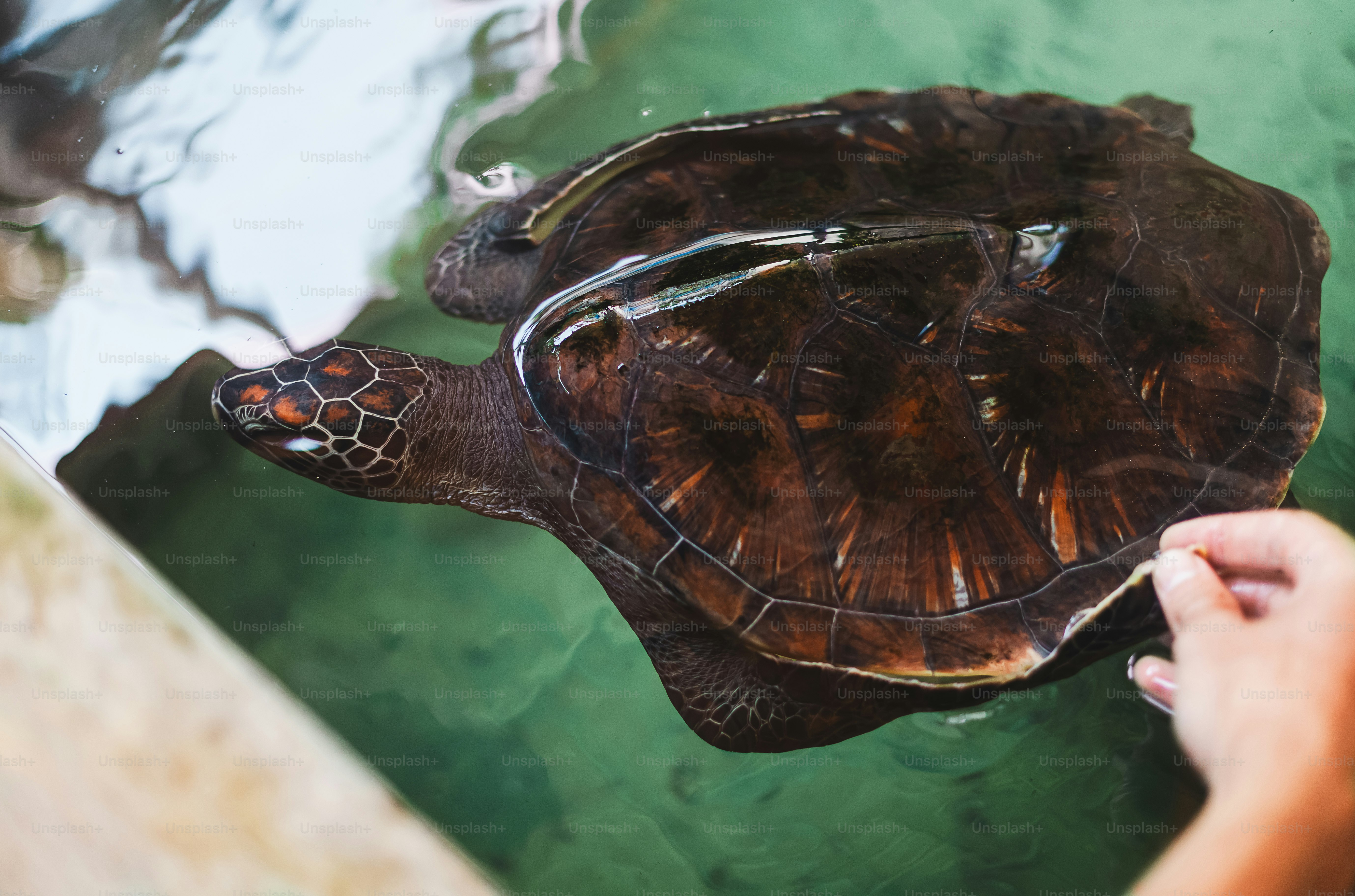 A close up of a person feeding a turtle photo – Conservation Image on ...
