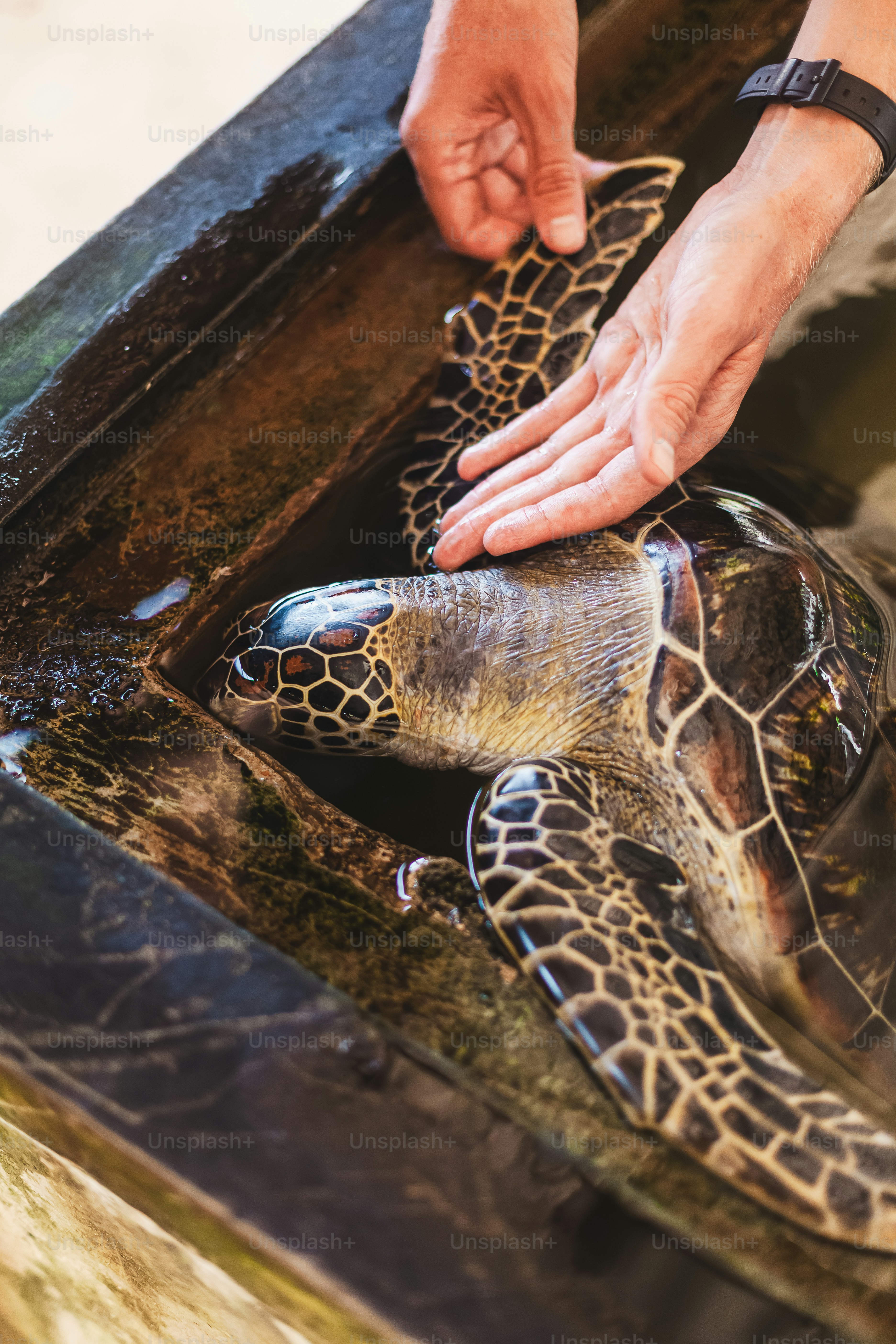 A person touching a turtle in a tank photo – Biodiversity Image on Unsplash