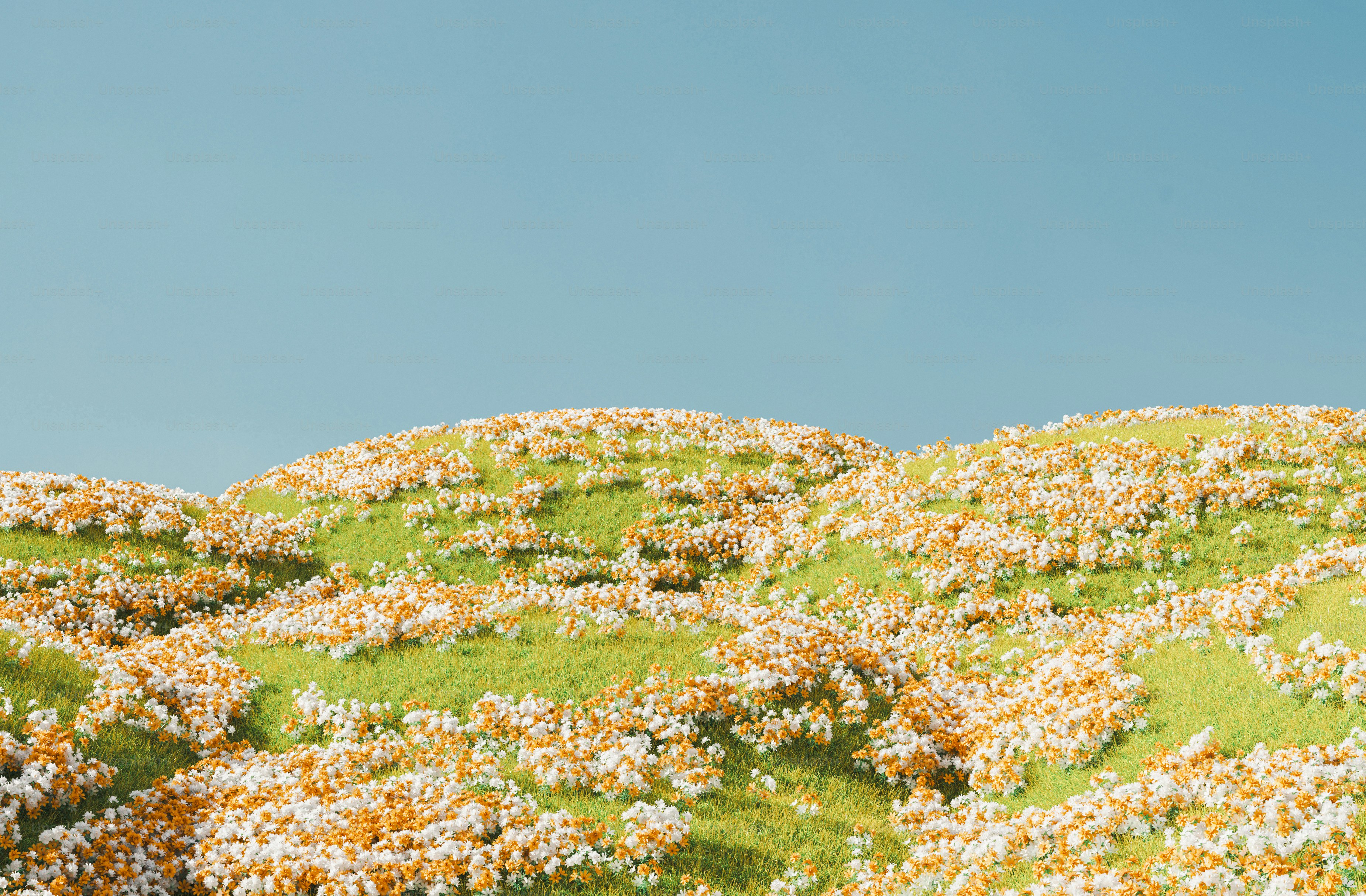 Gambar Padang Rumput | Unduh Gambar Gratis di Unsplash