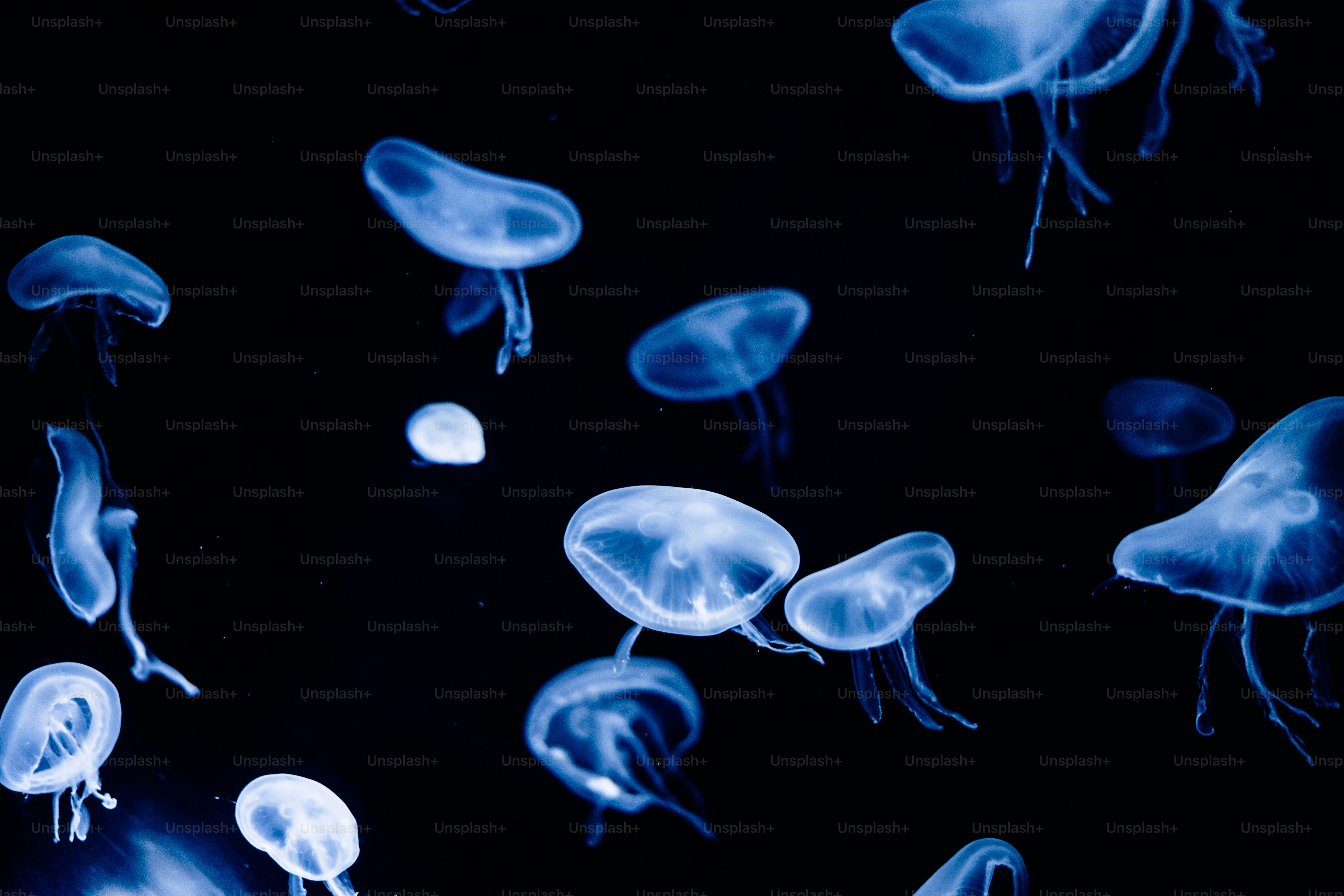 A group of jellyfish floating in the water photo – Briefsource-nature ...