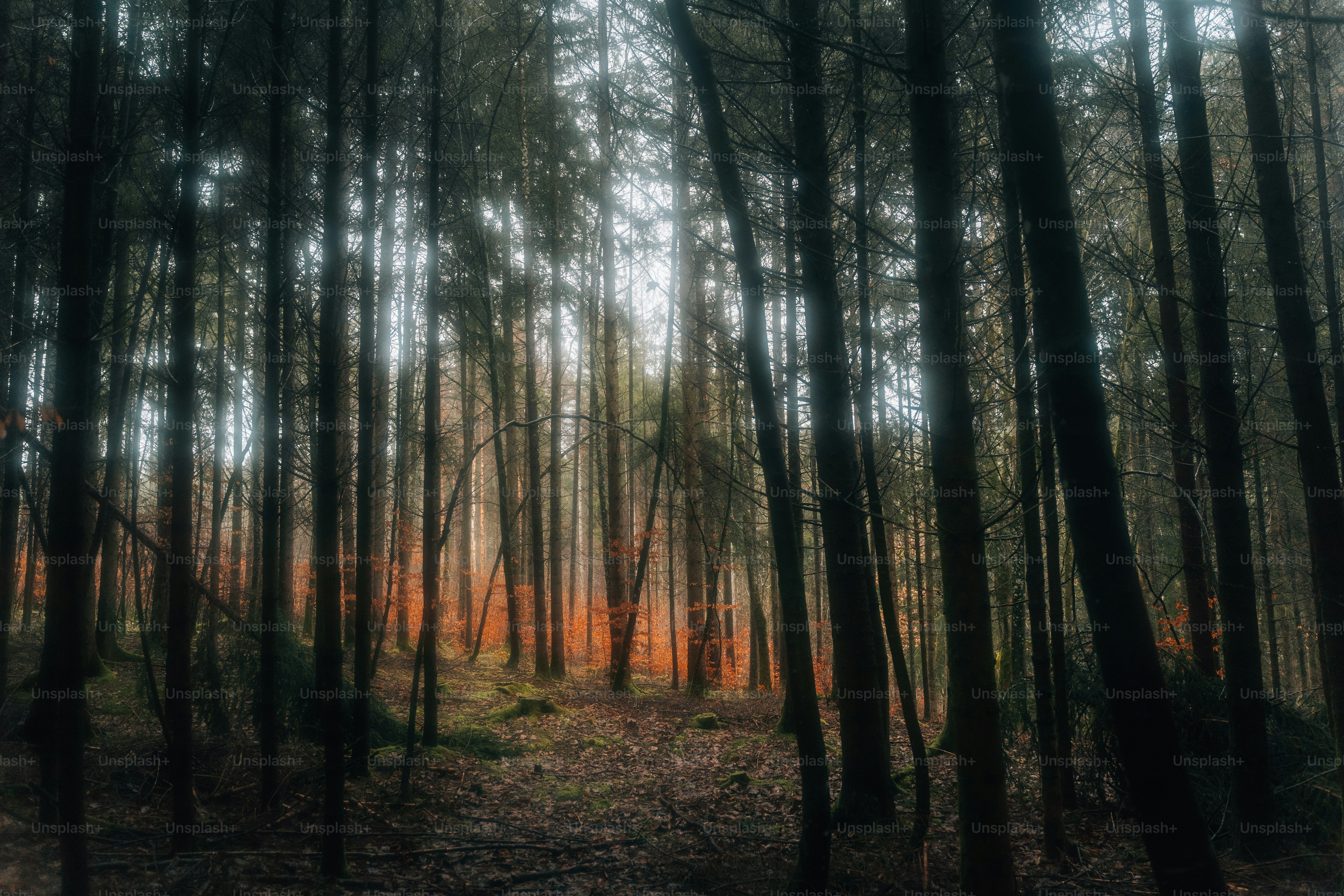 A path in the middle of a forest with lots of trees photo – Foggy ...