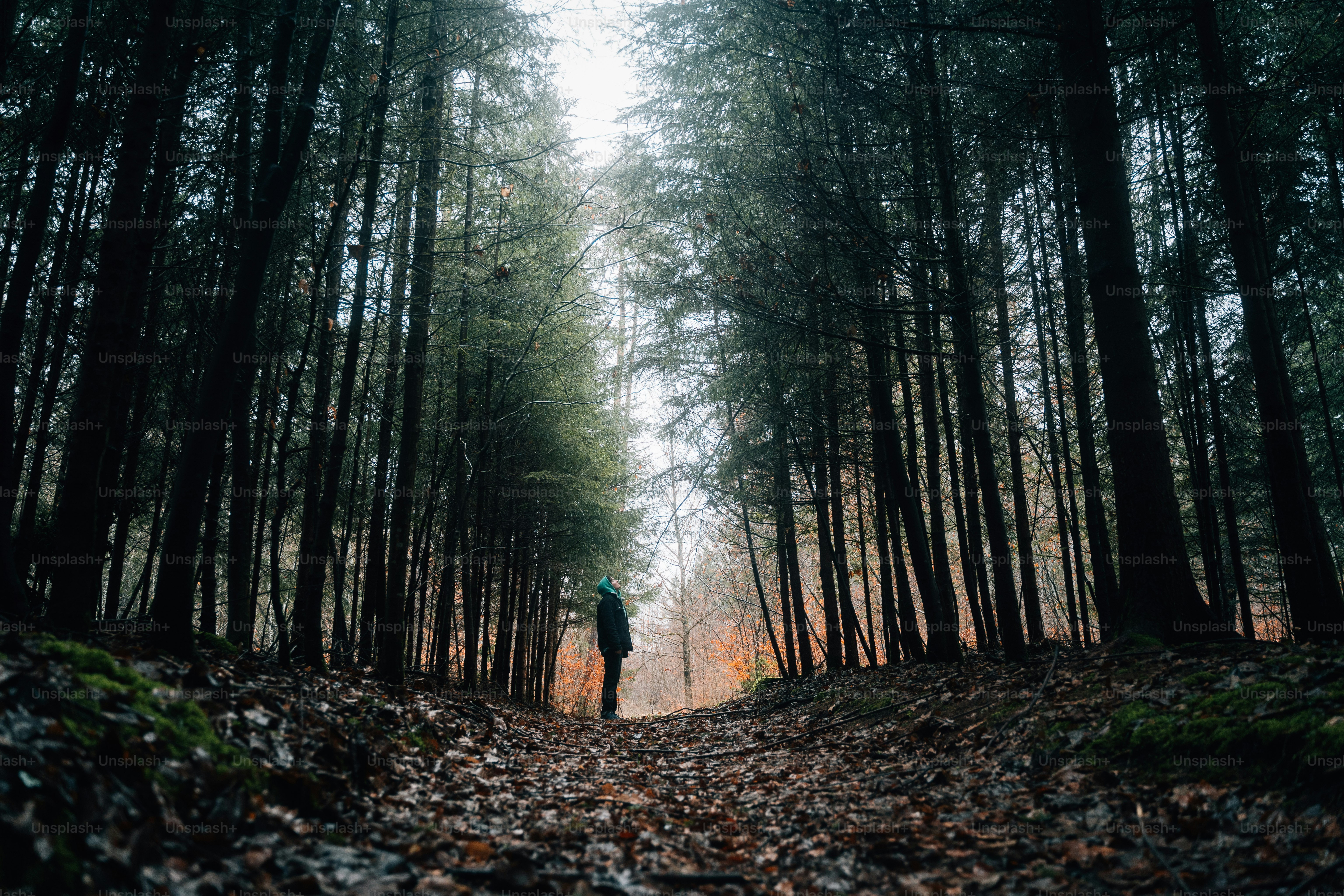 A person standing in the middle of a forest photo – Moody nature Image ...