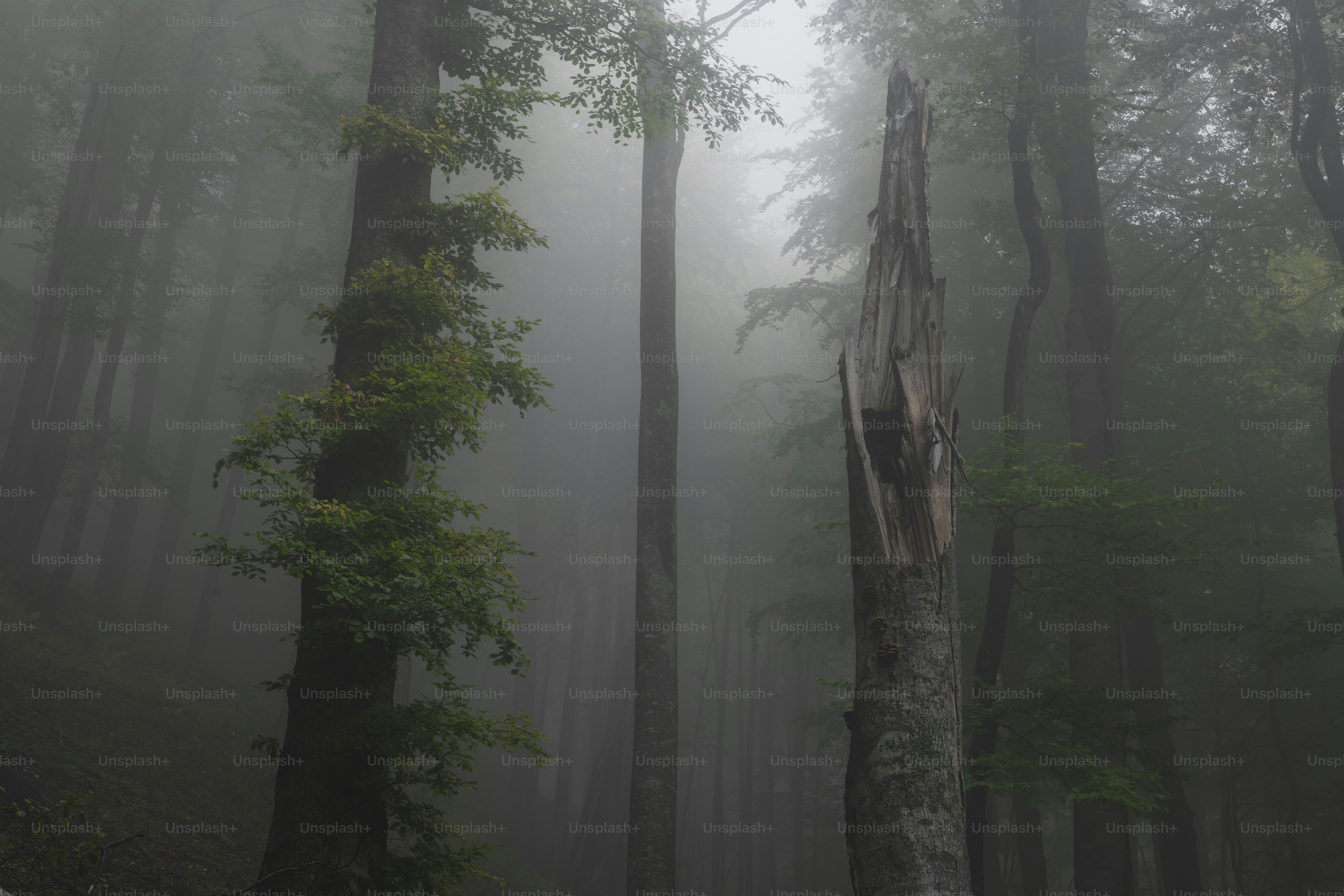 Daniel Mirlea (@danielmirlea) | Unsplash Photo Community