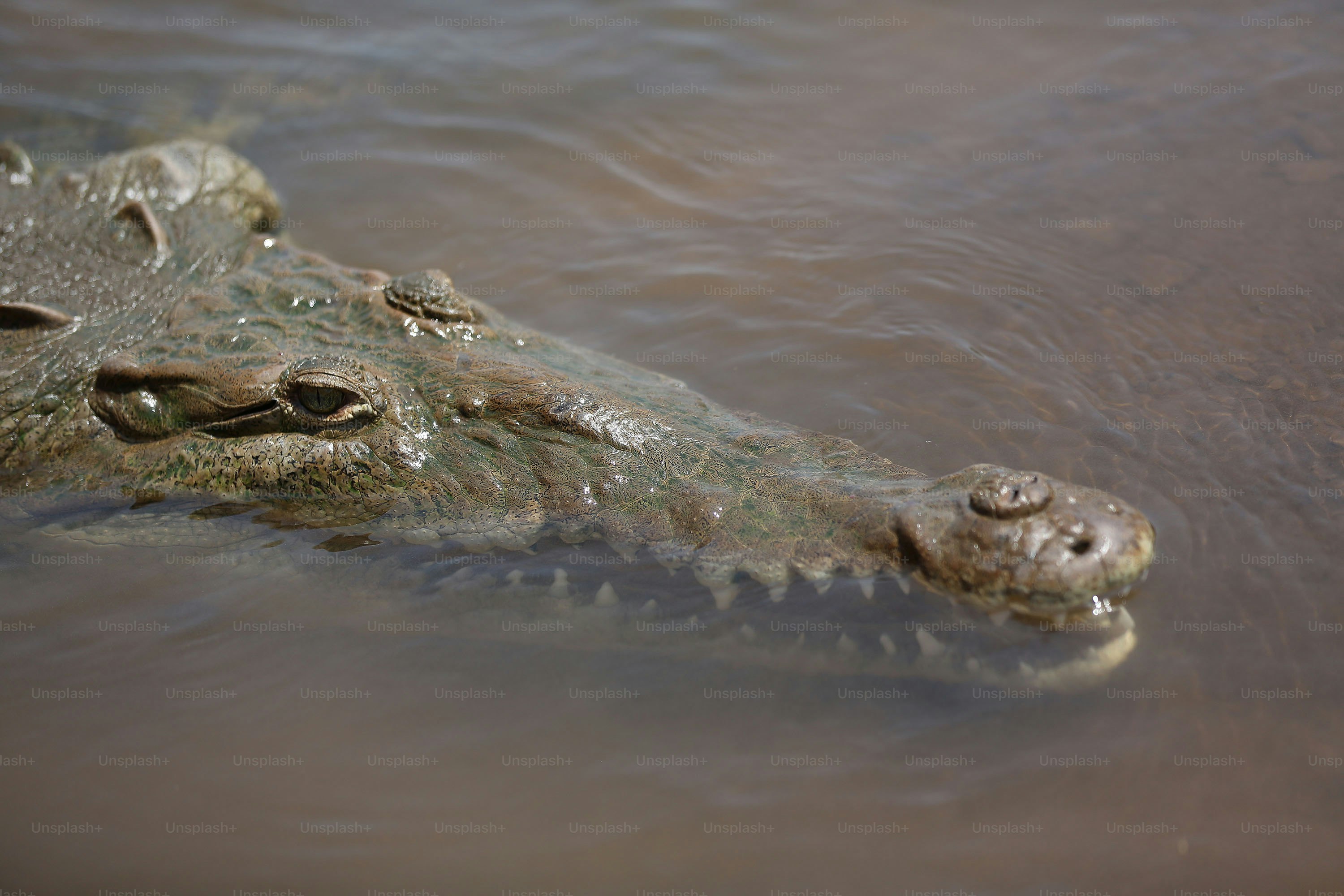 A large alligator standing in a body of water photo – Costa rica Image ...