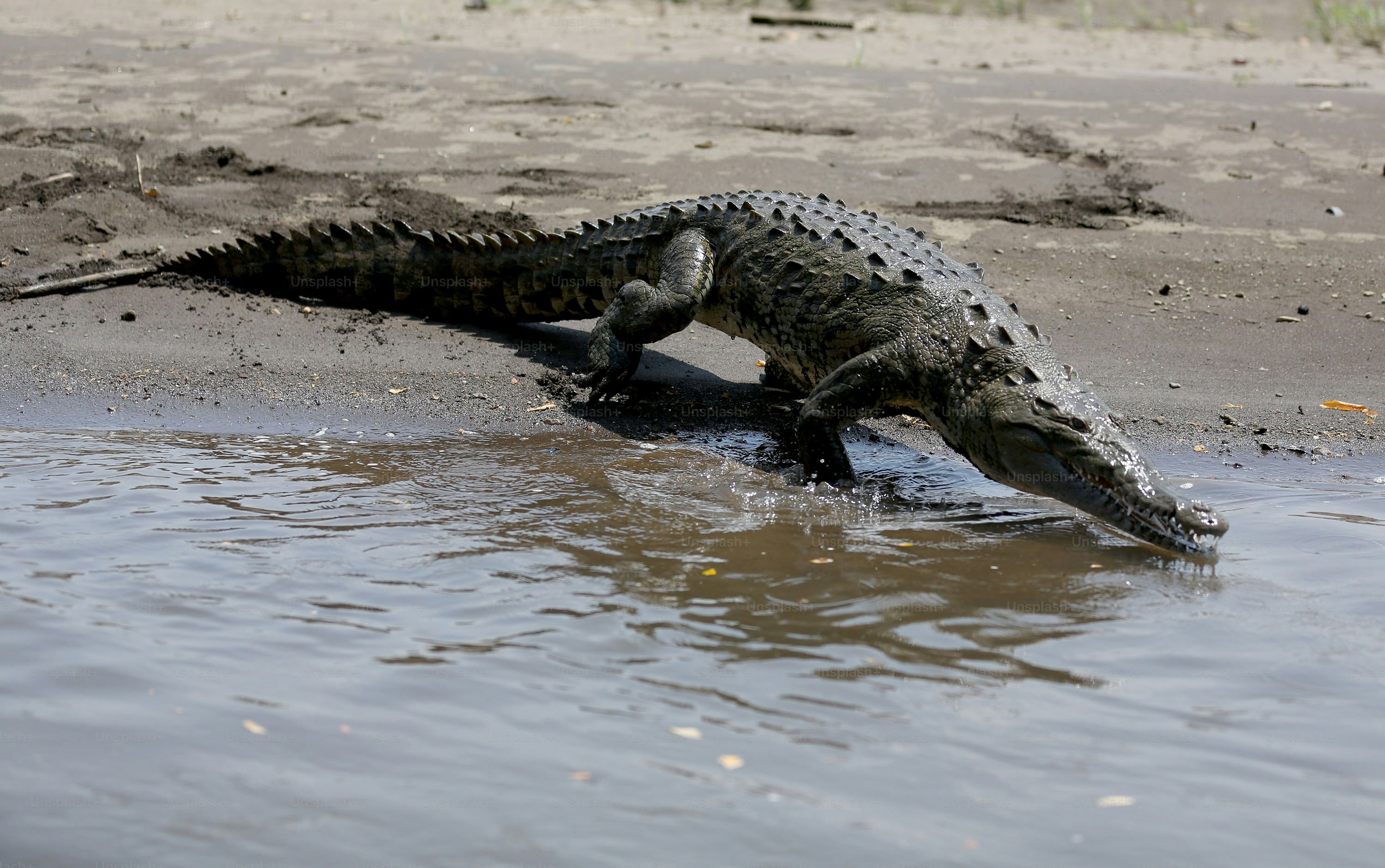 Foto Un gran caimán está parado en el agua – Costa Rica Imagen en Unsplash