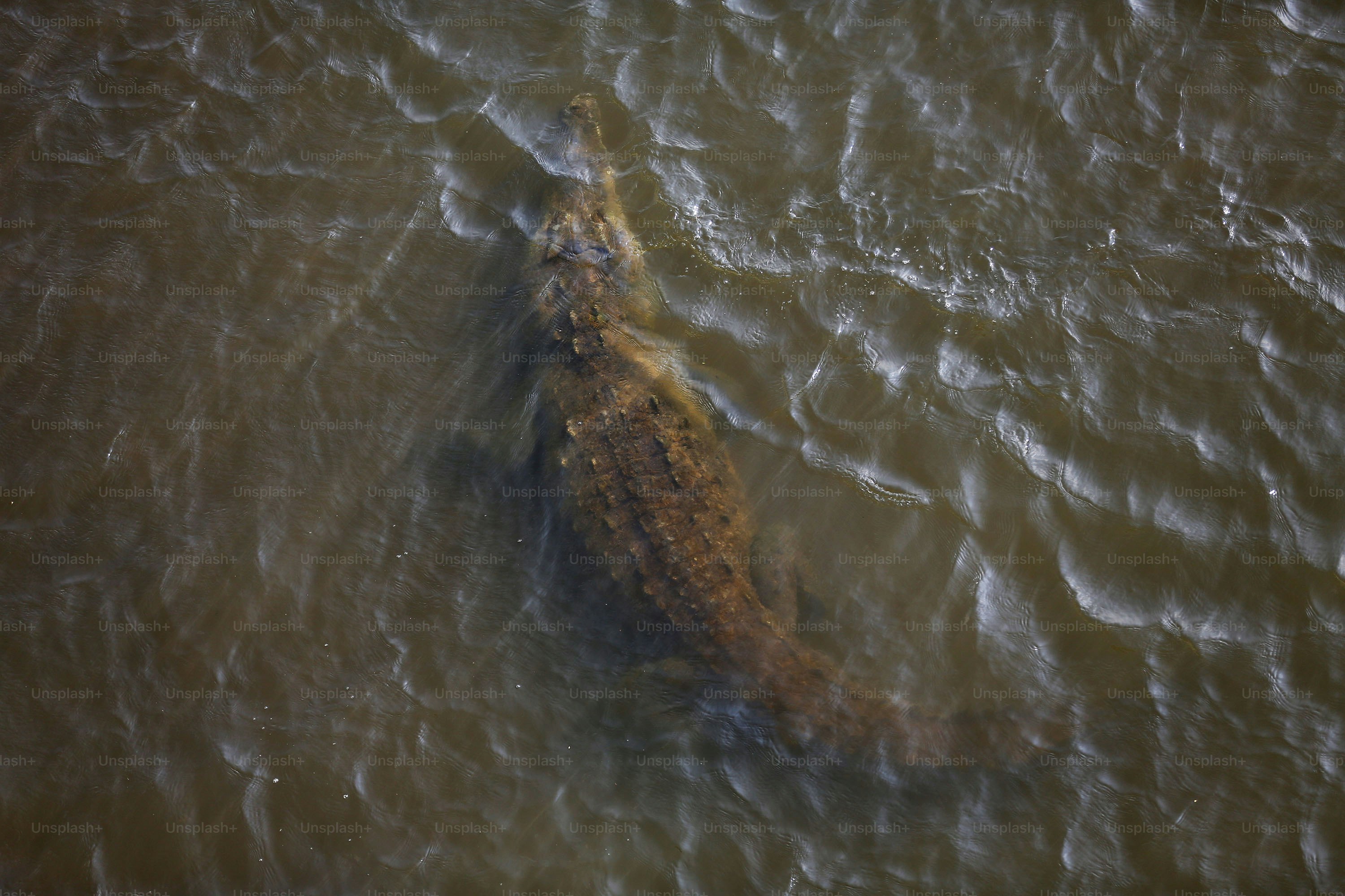 A large alligator swimming in a body of water photo – Reptile Image on ...