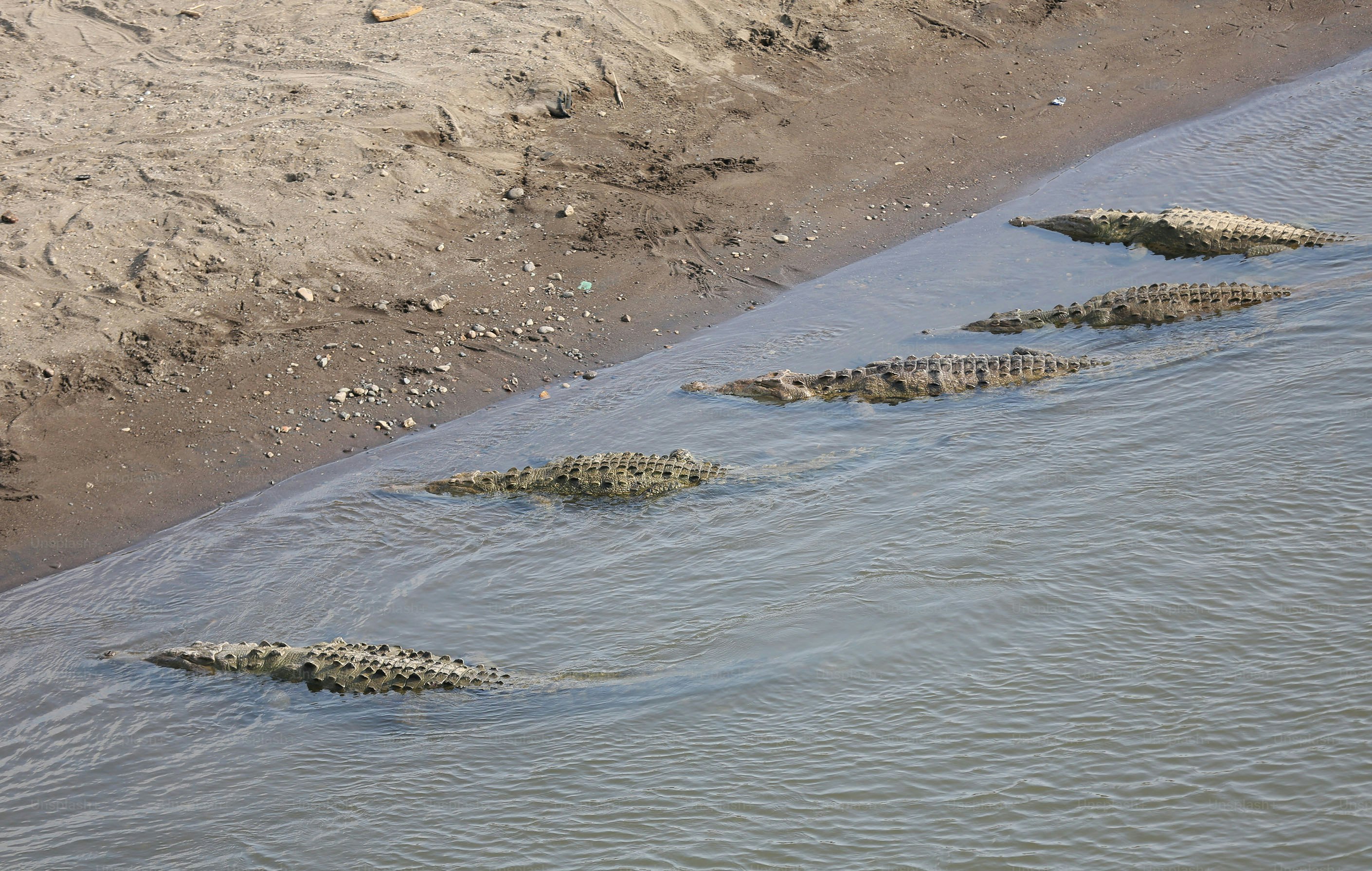 A group of alligators swimming in a body of water photo – Costa rica ...