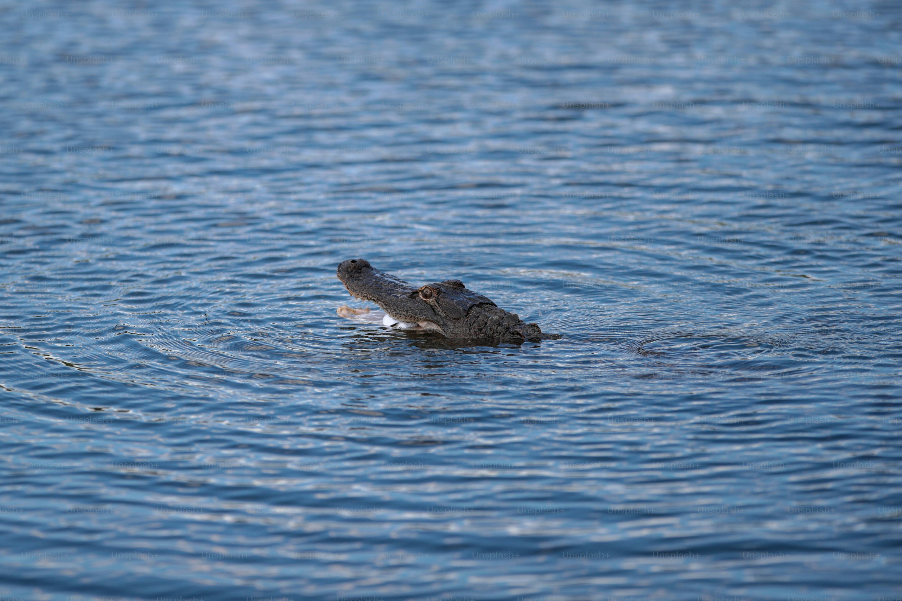 Un gran caimán nadando en un cuerpo de agua foto – Imagen de Florida en ...