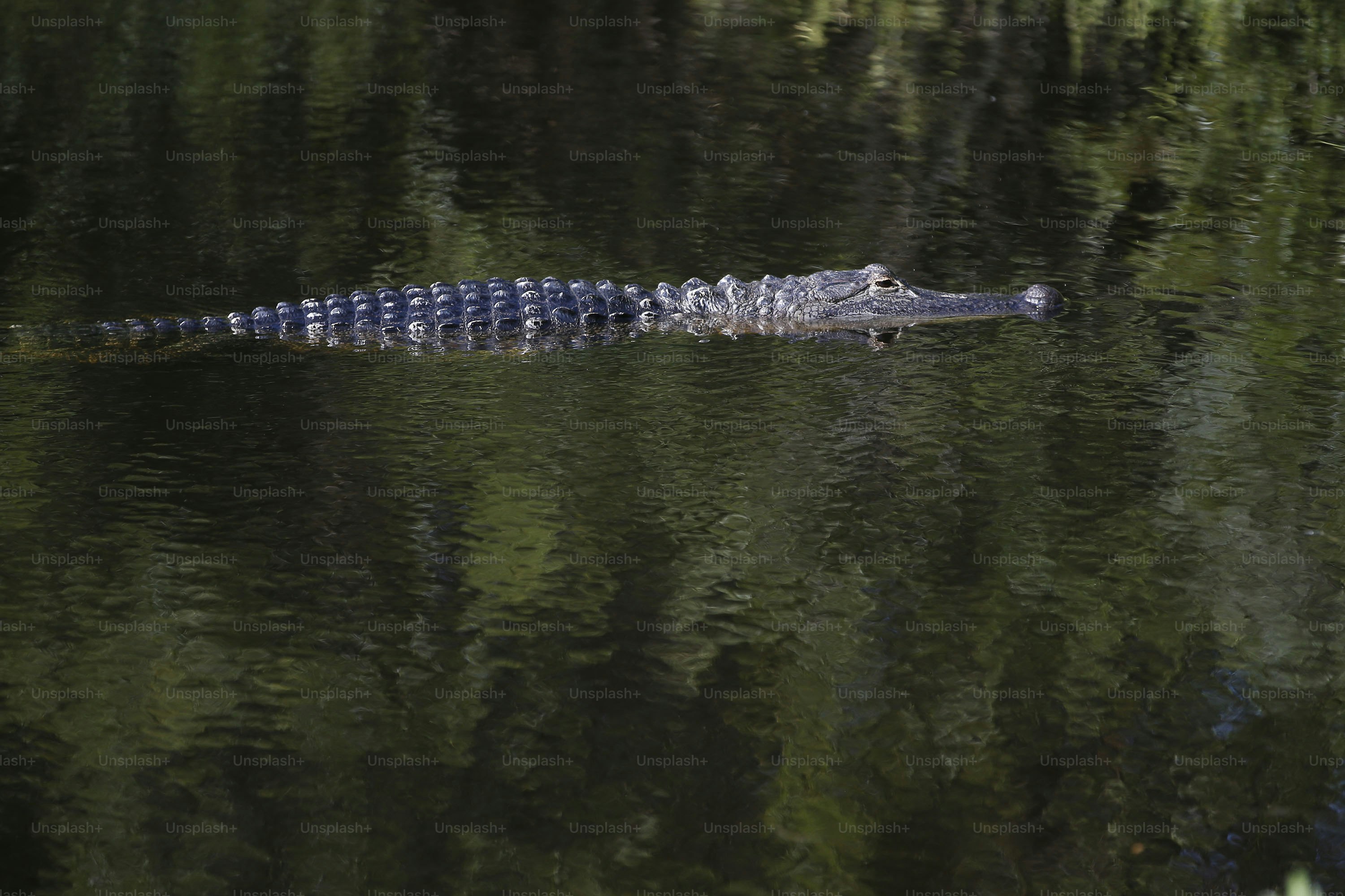 A large alligator floating in a body of water photo – Wildlife Image on ...