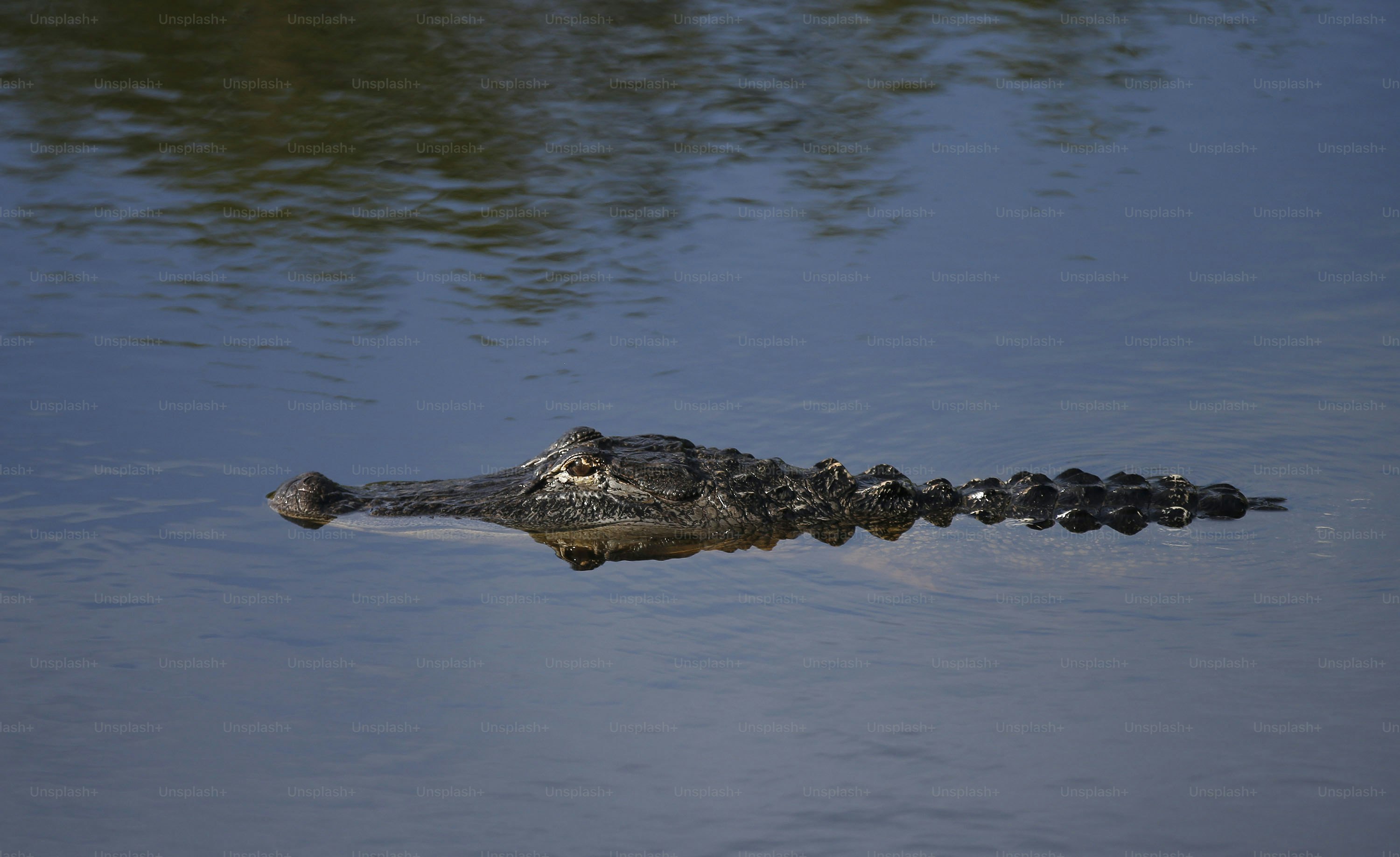 A large alligator floating in a body of water photo – Wildlife Image on ...