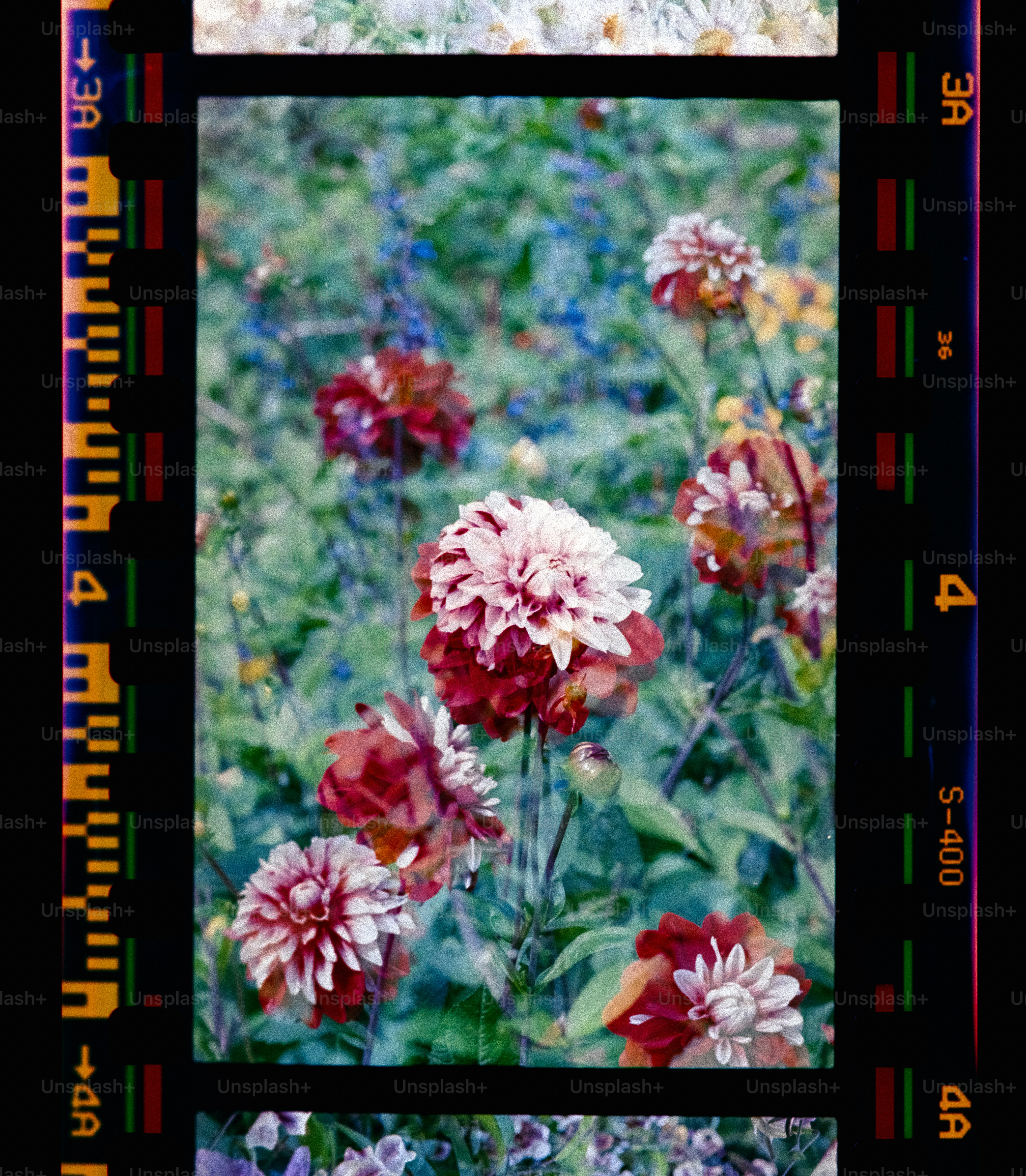 A picture of a bunch of flowers in a field photo – Analogue Image on ...