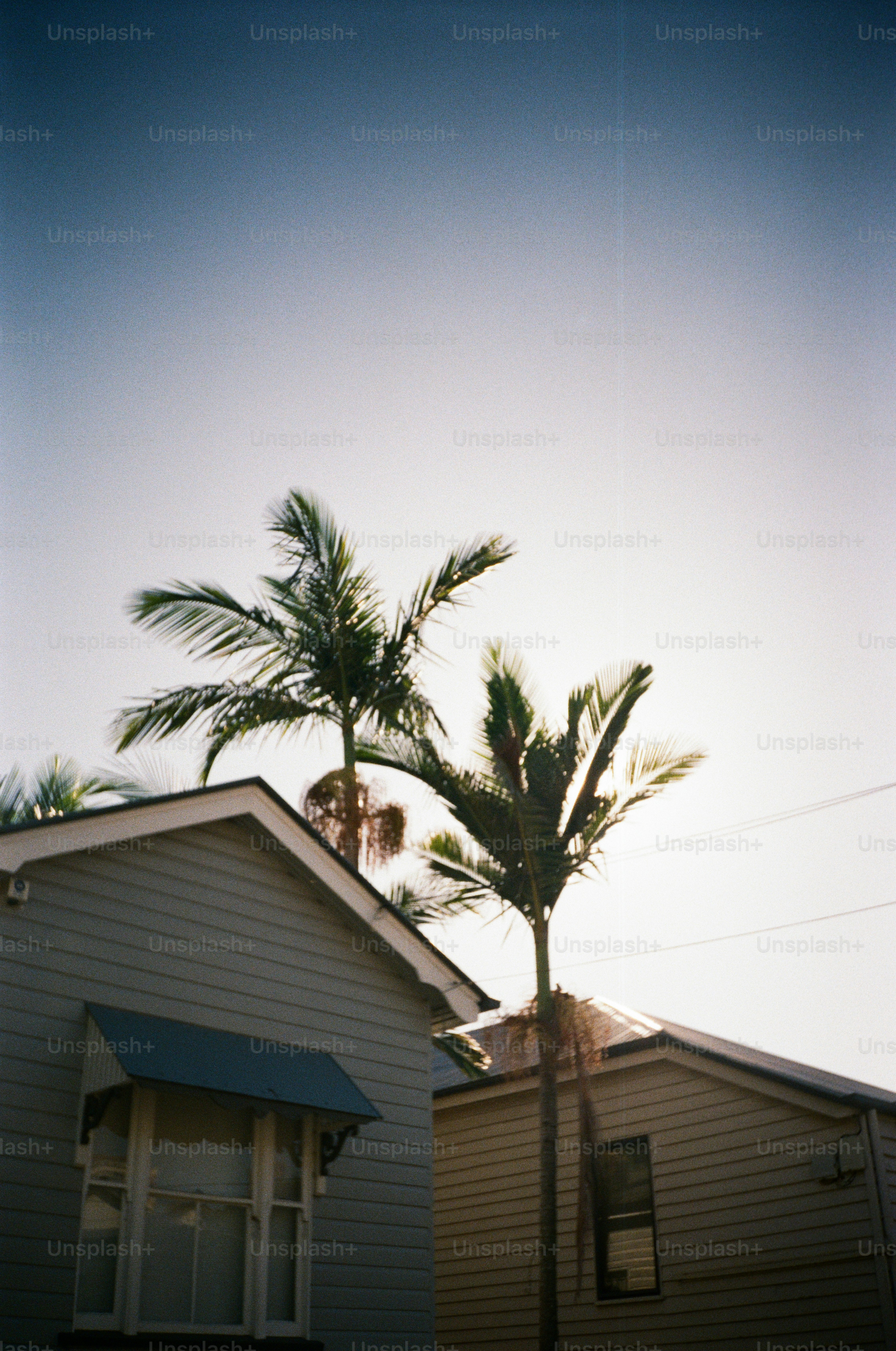 A house with a palm tree in front of it photo – Suburb Image on Unsplash