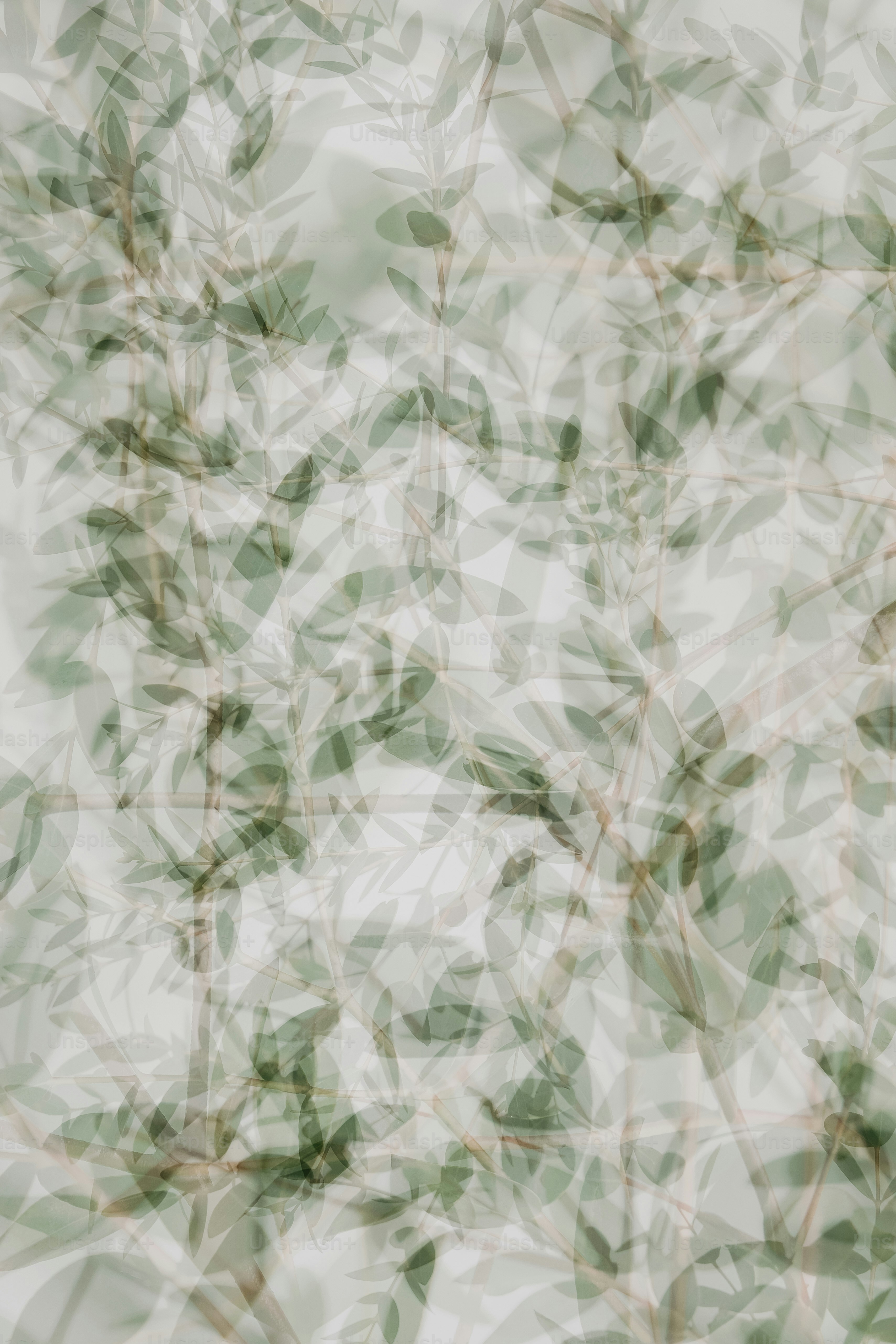 Sage Green Background Pictures | Download Free Images on Unsplash